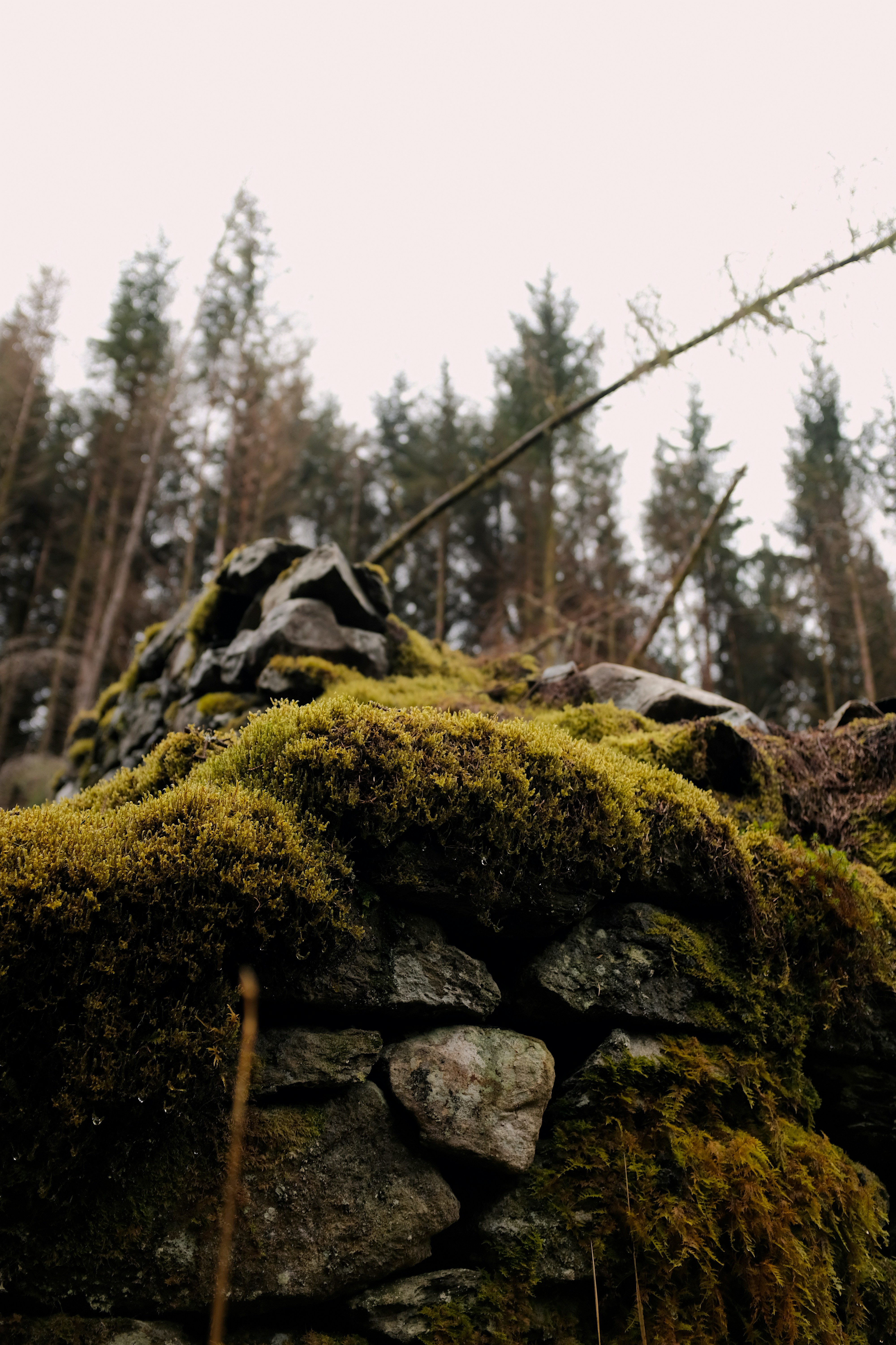 Moss-Crowned Ruins: A Forest's Quiet Edge
