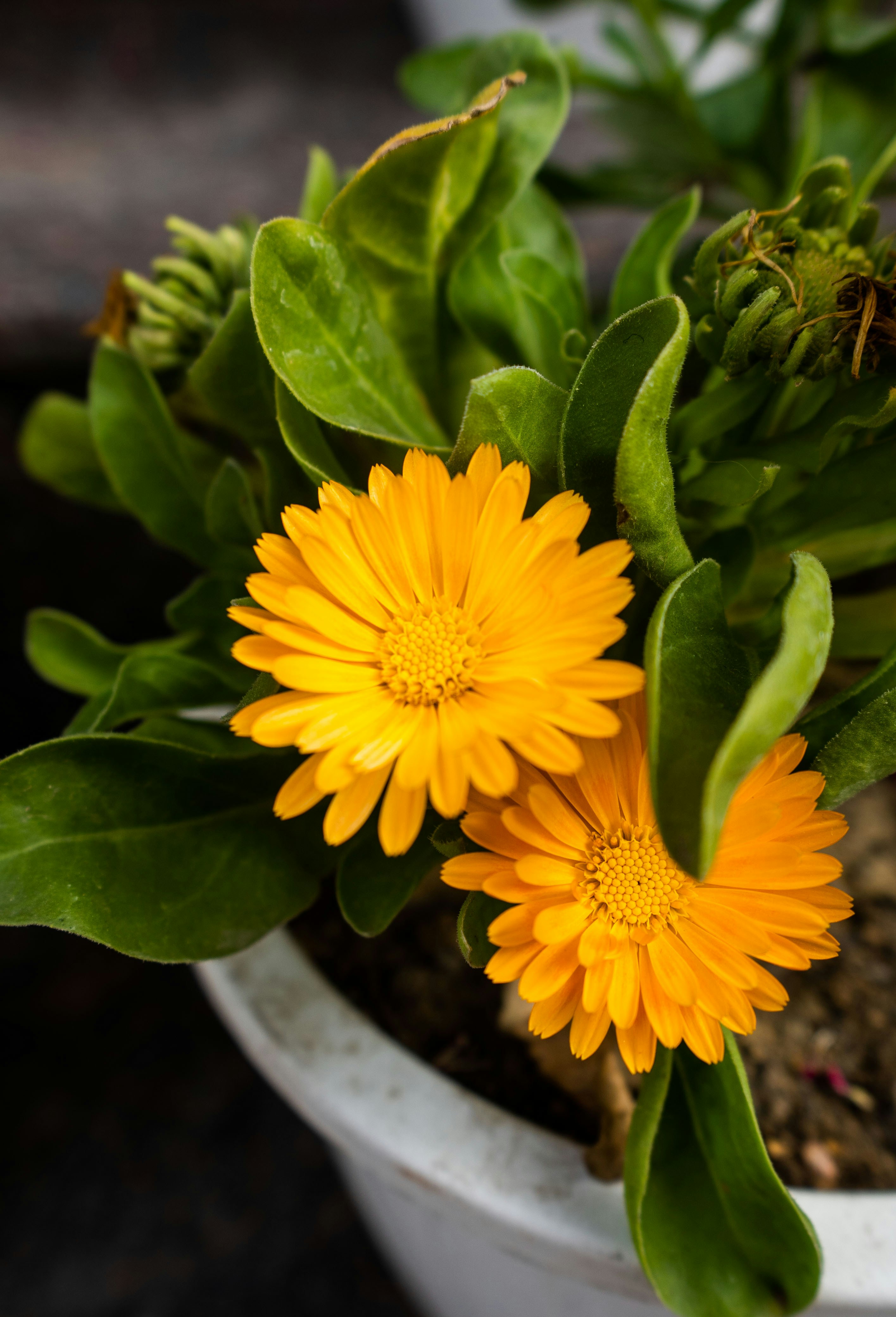 Golden Blossoms in a Pot: Two Bright Disks of Color