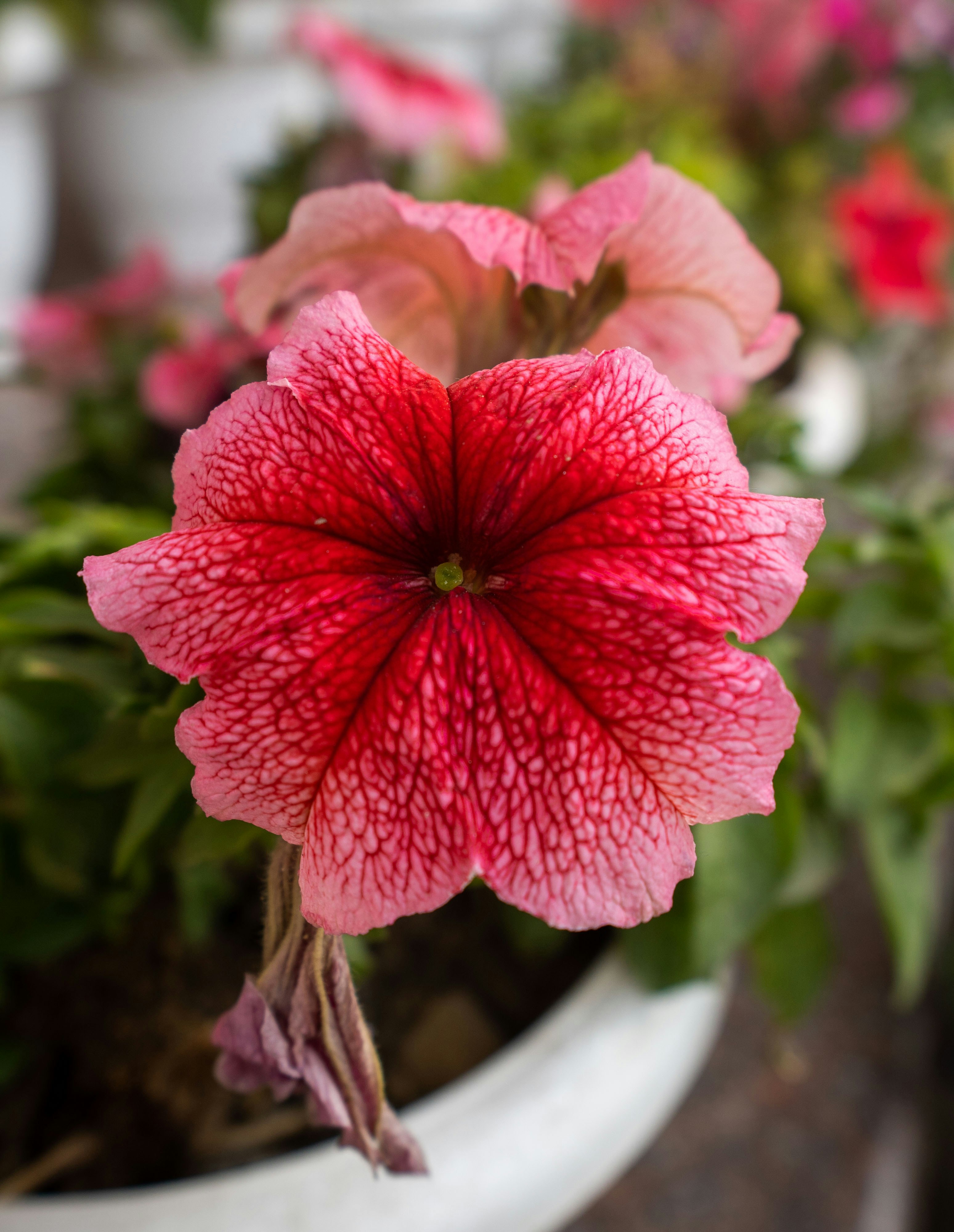 Crimson Vein: A Petunia in Focus