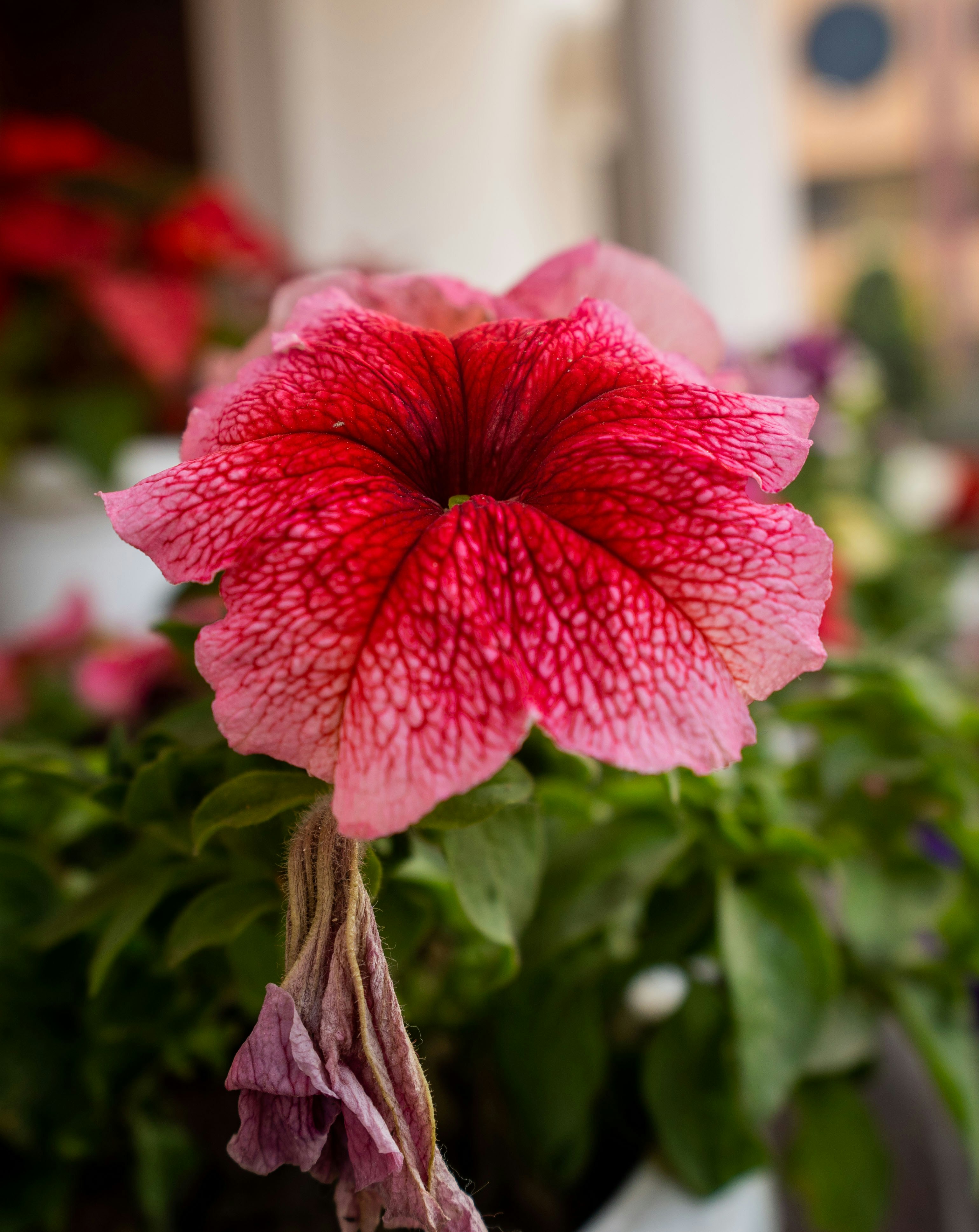 Crimson Petal: A Petaled Bloom Reaching Toward the Light
