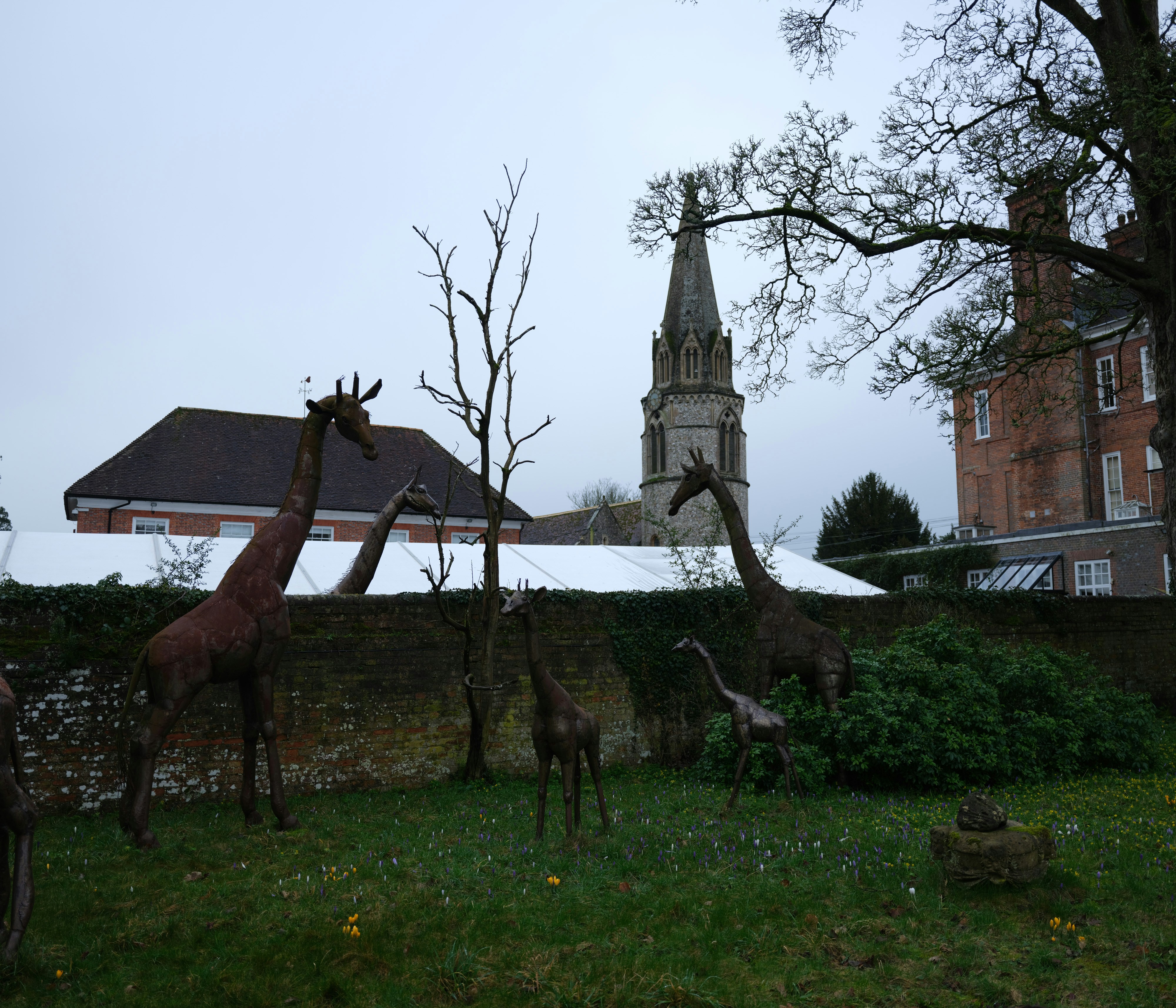 Gilded Giraffes in a Quiet Courtyard