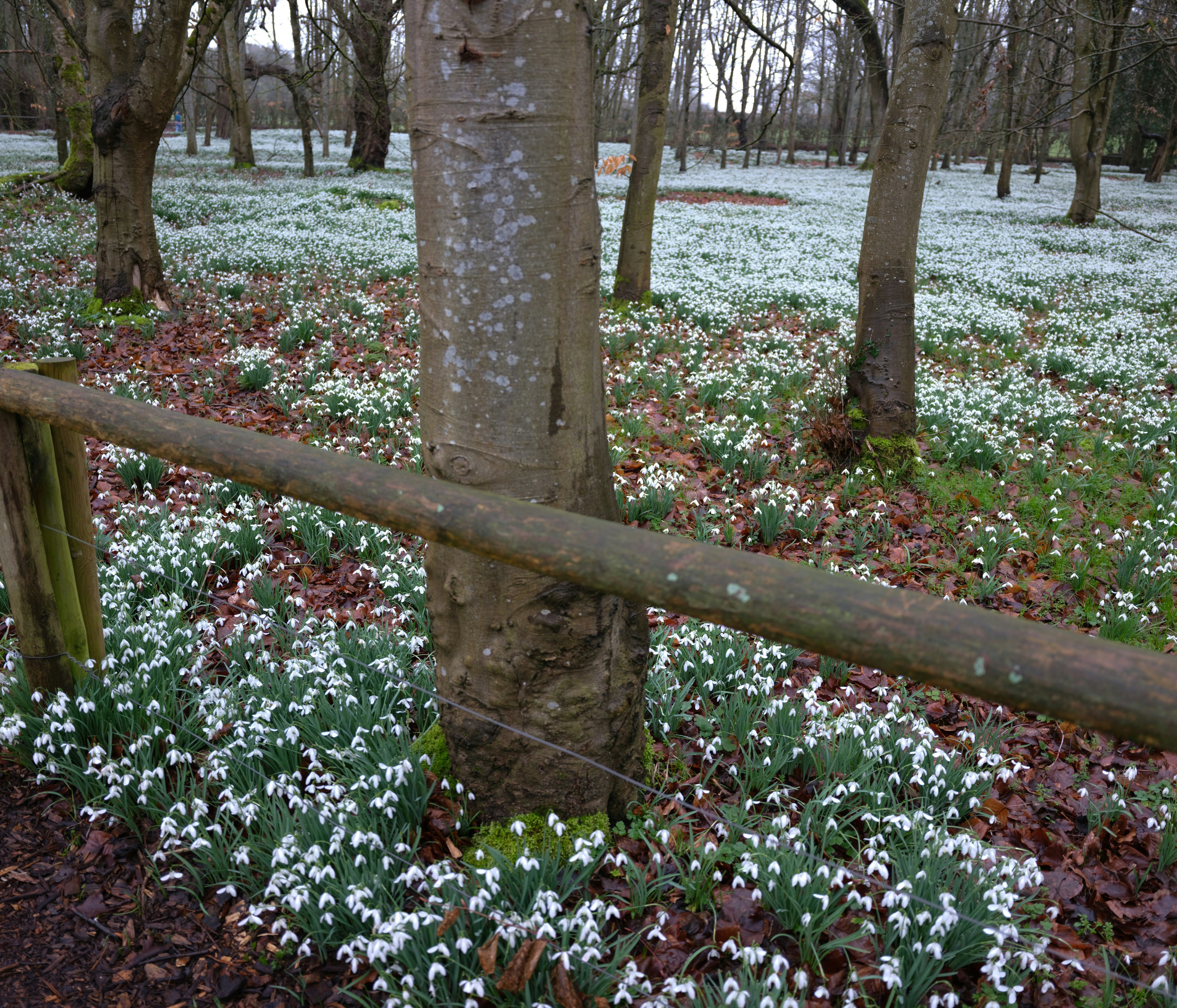 Snowdrops Beneath an Elementary Grove: A Quiet Forest Floor in Winter Light