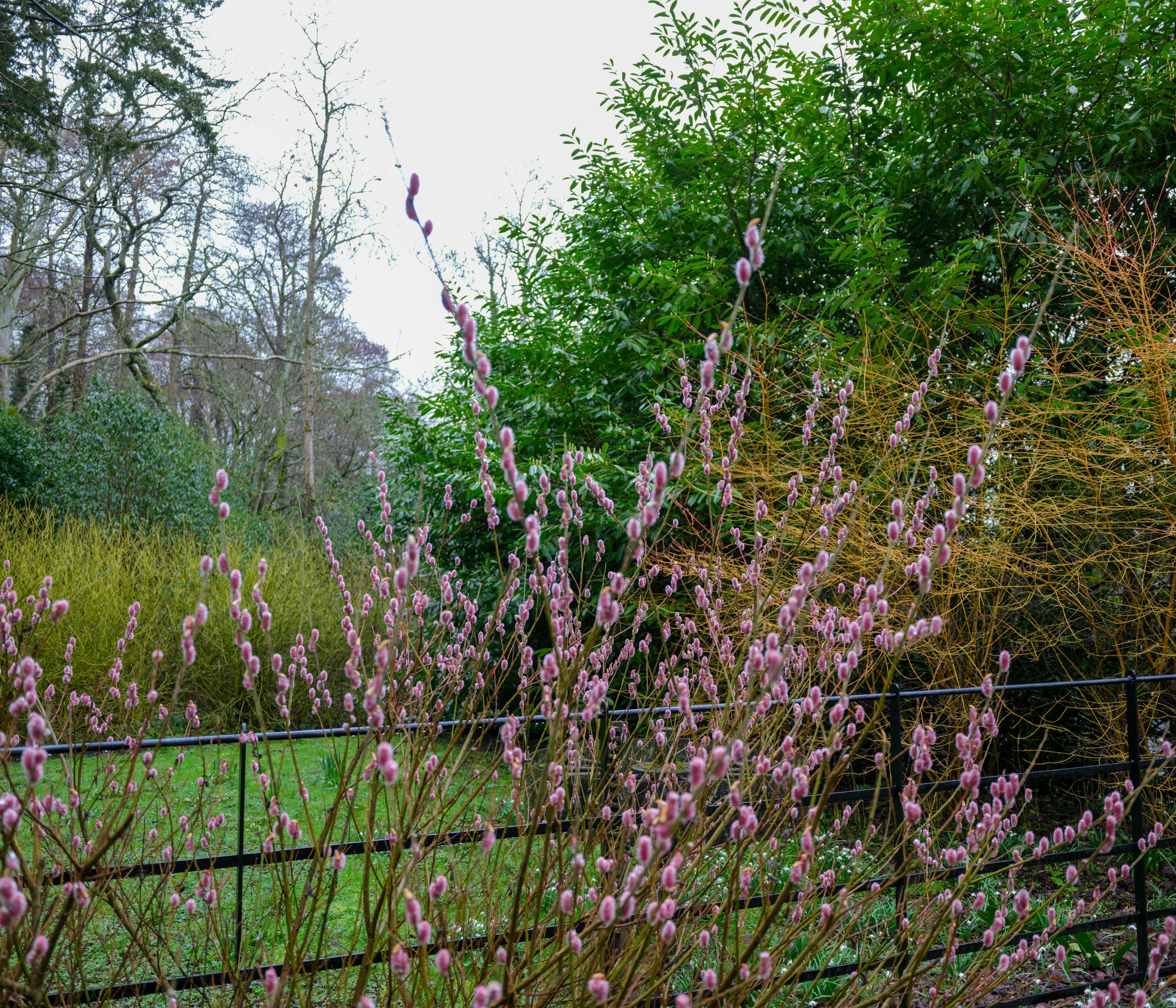 Pink catkins in a garden hedge against a quiet backdrop