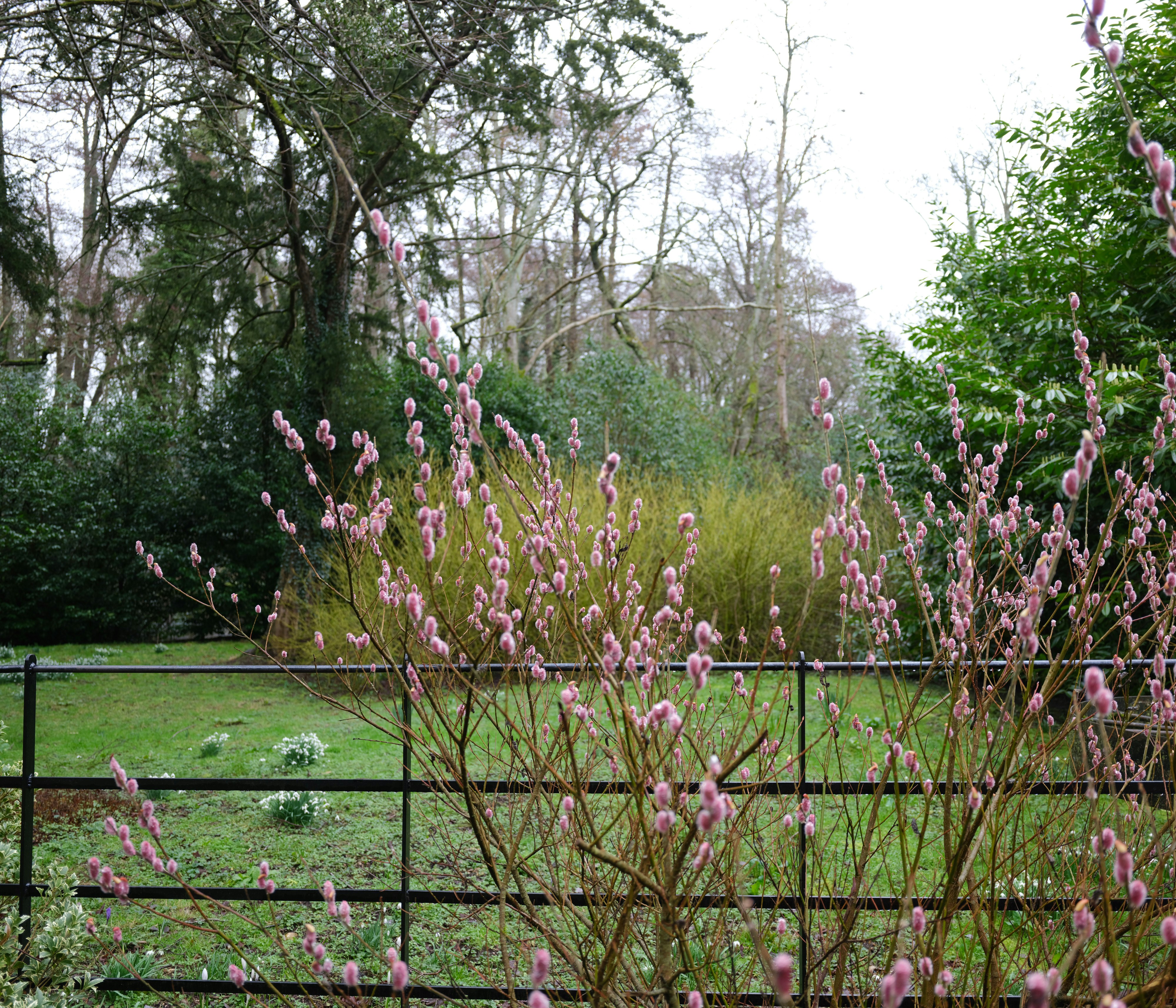 Pink-tipped Pussywillows Framing a Quiet Park Fence