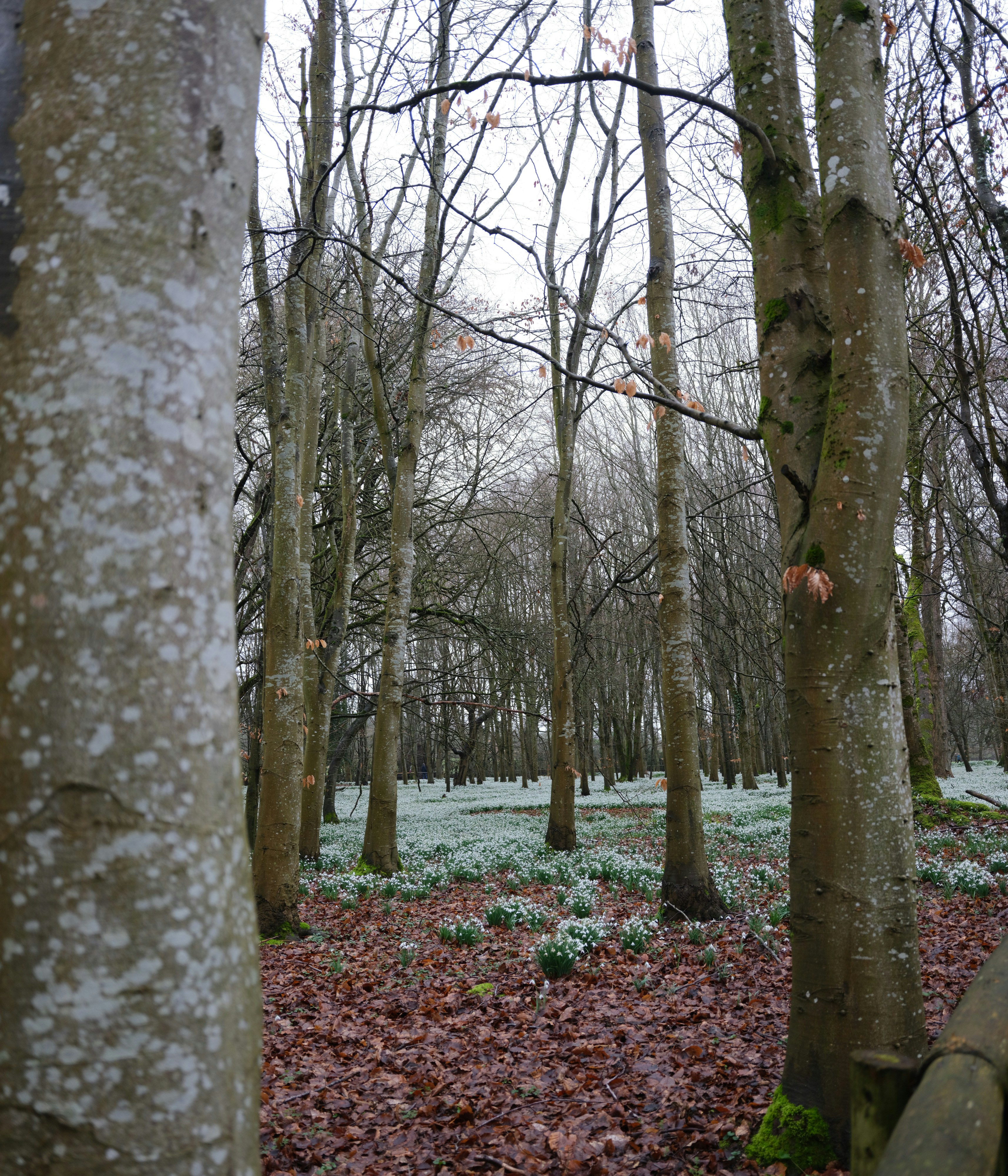 Forest in winter bloom: a quiet grove beneath a dusting of snow