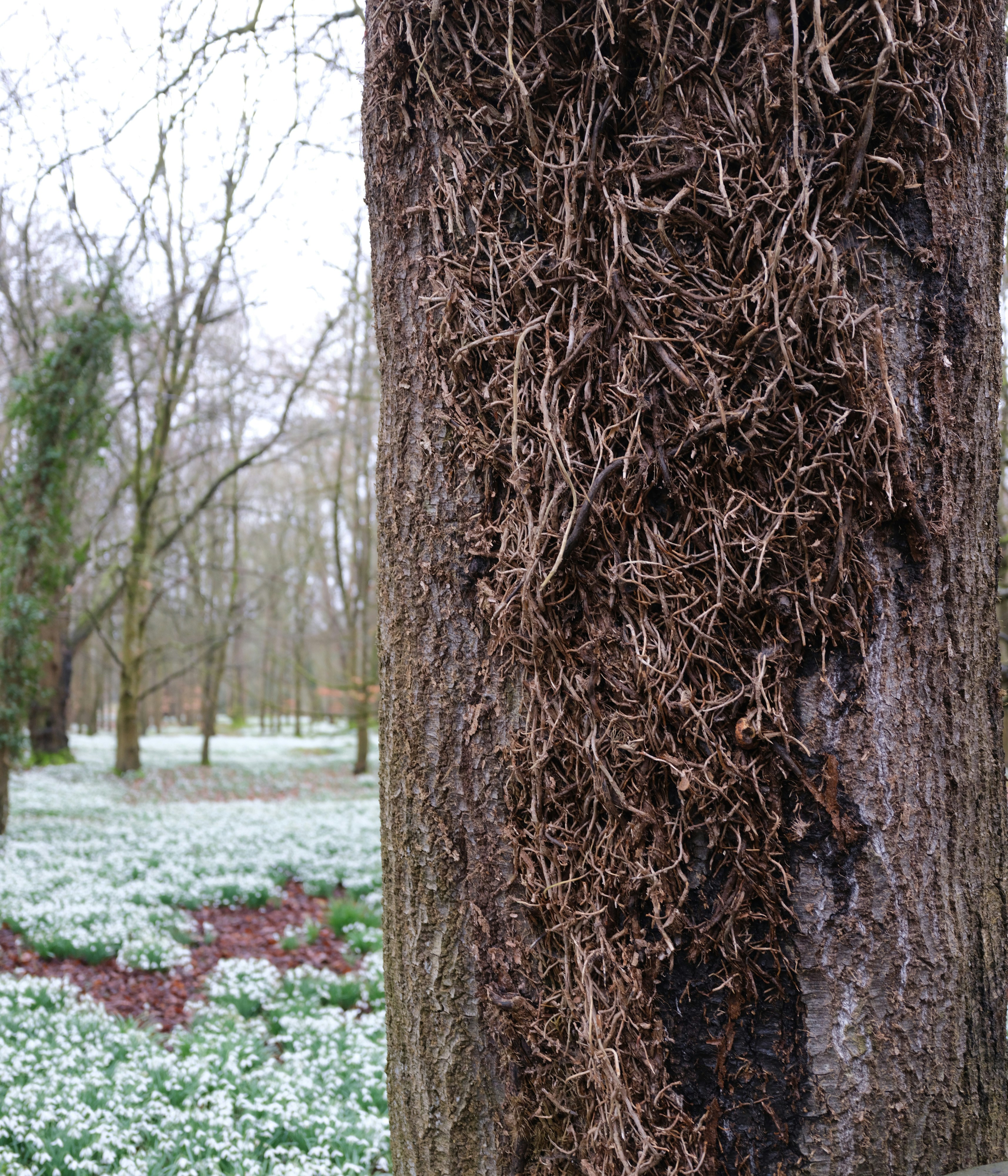 Tree trunk with vine-like bark texture in a spring woodland