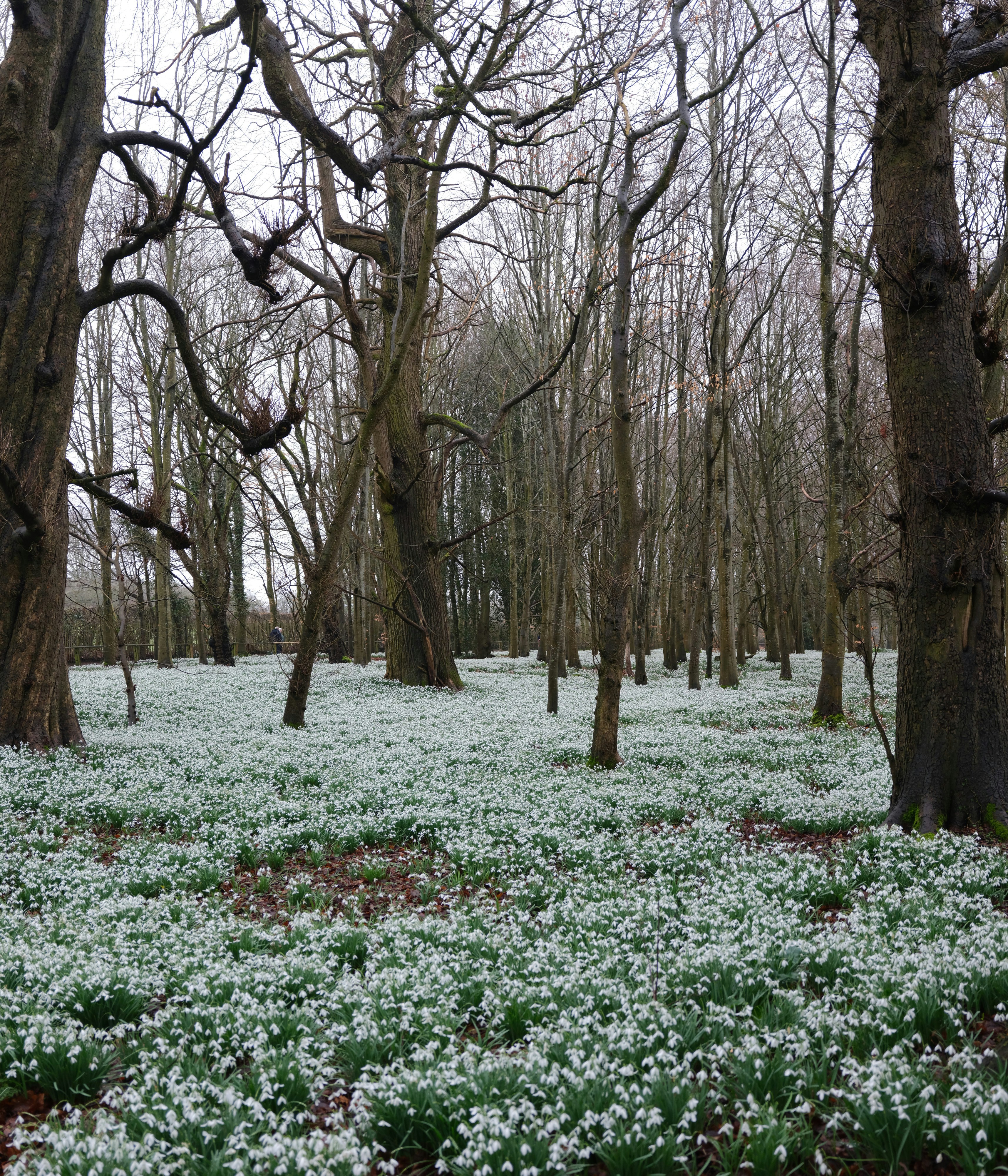 Snow-dusted carpet beneath an alley of bare trees