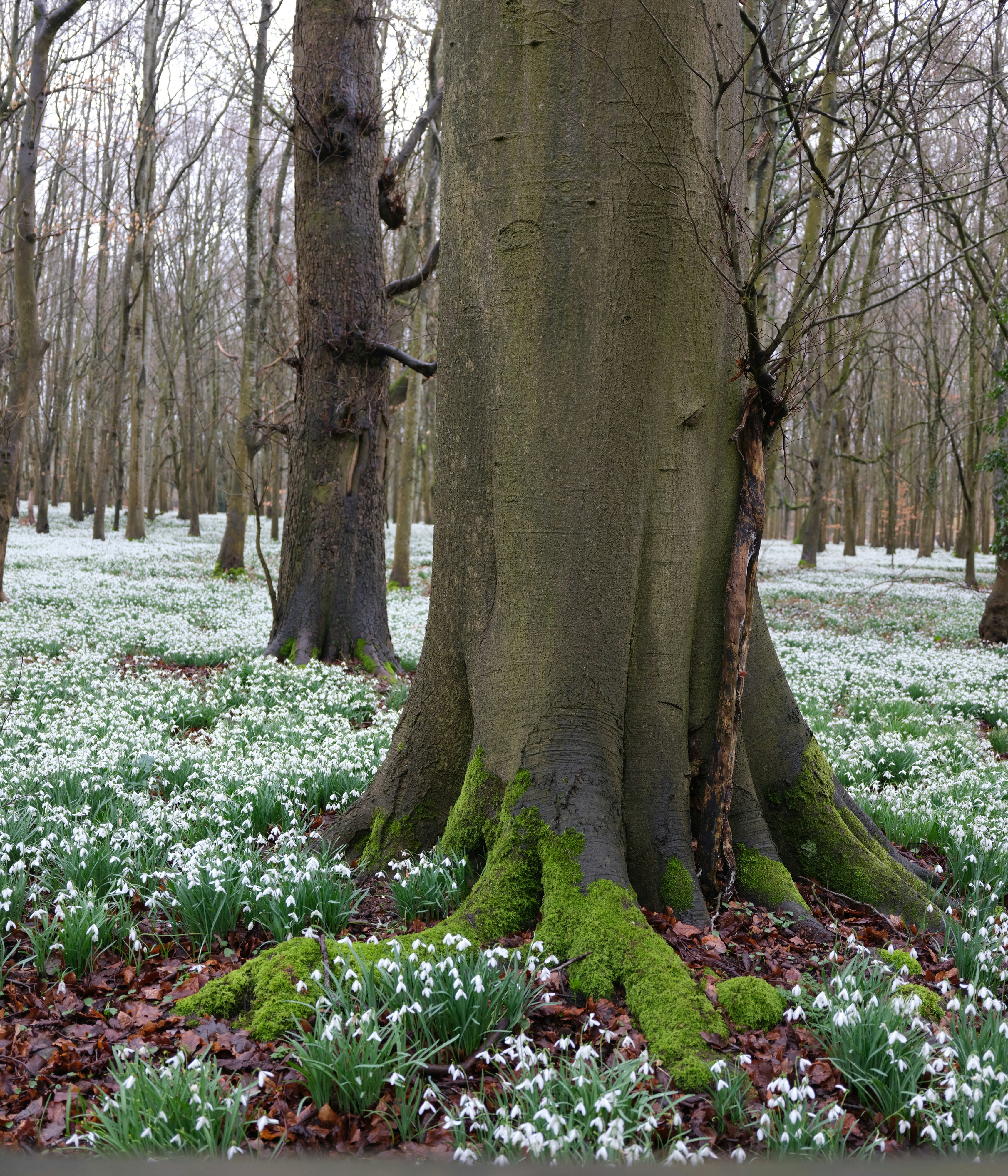 Moss-Carpeted Roots Under a Snow-Dusted Behemoth