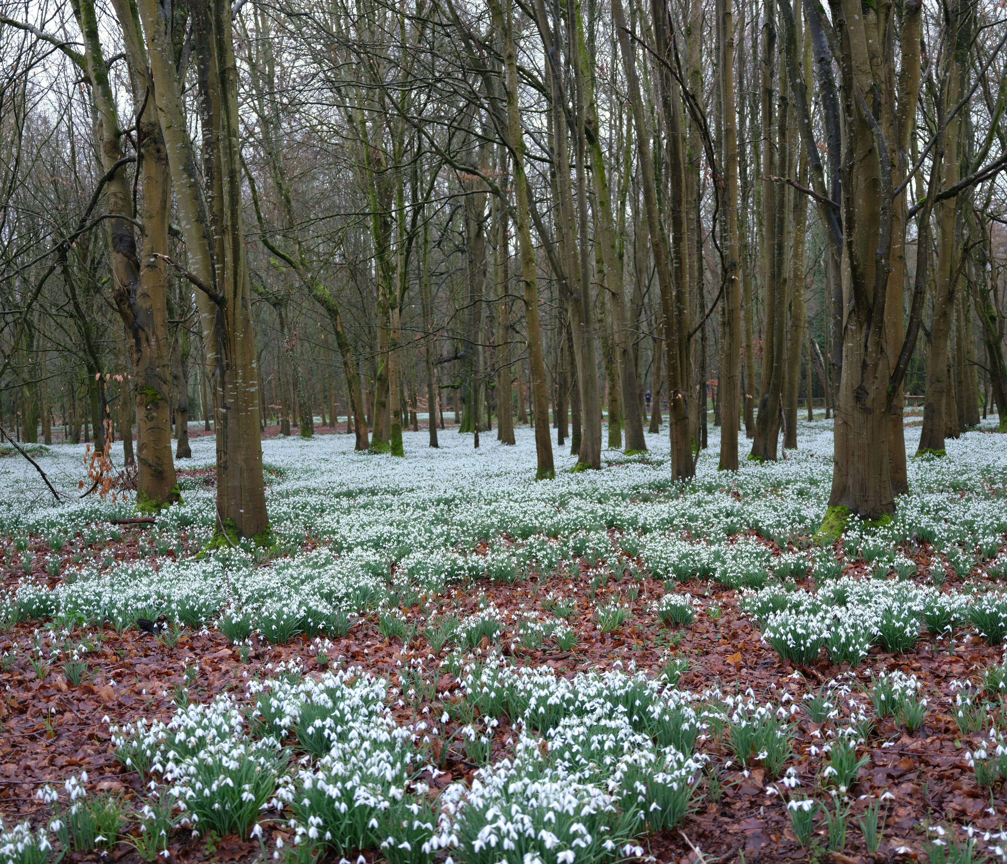 A forest floor covered in blooming snowdrops