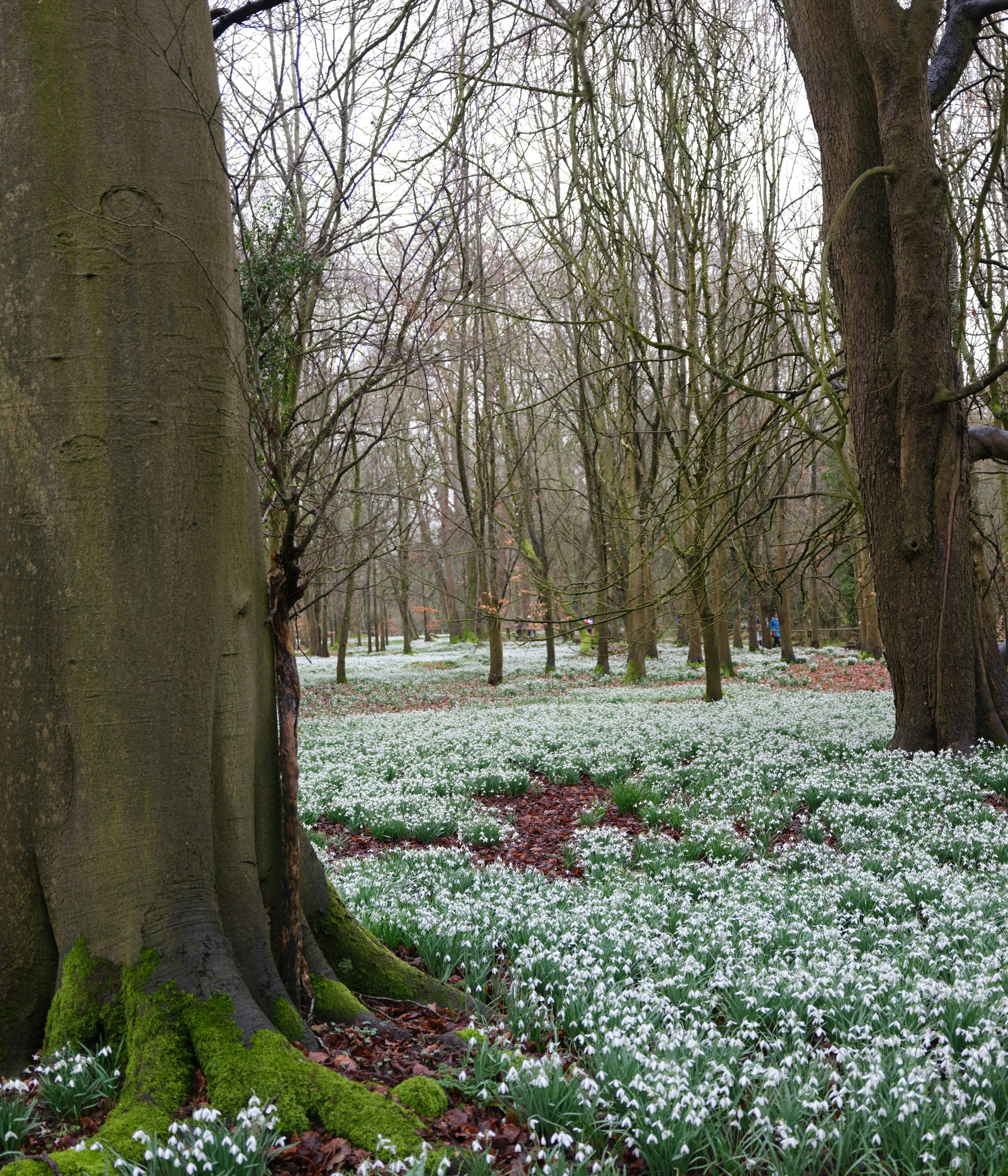 Snow-dotted woodland carpet under towering oaks