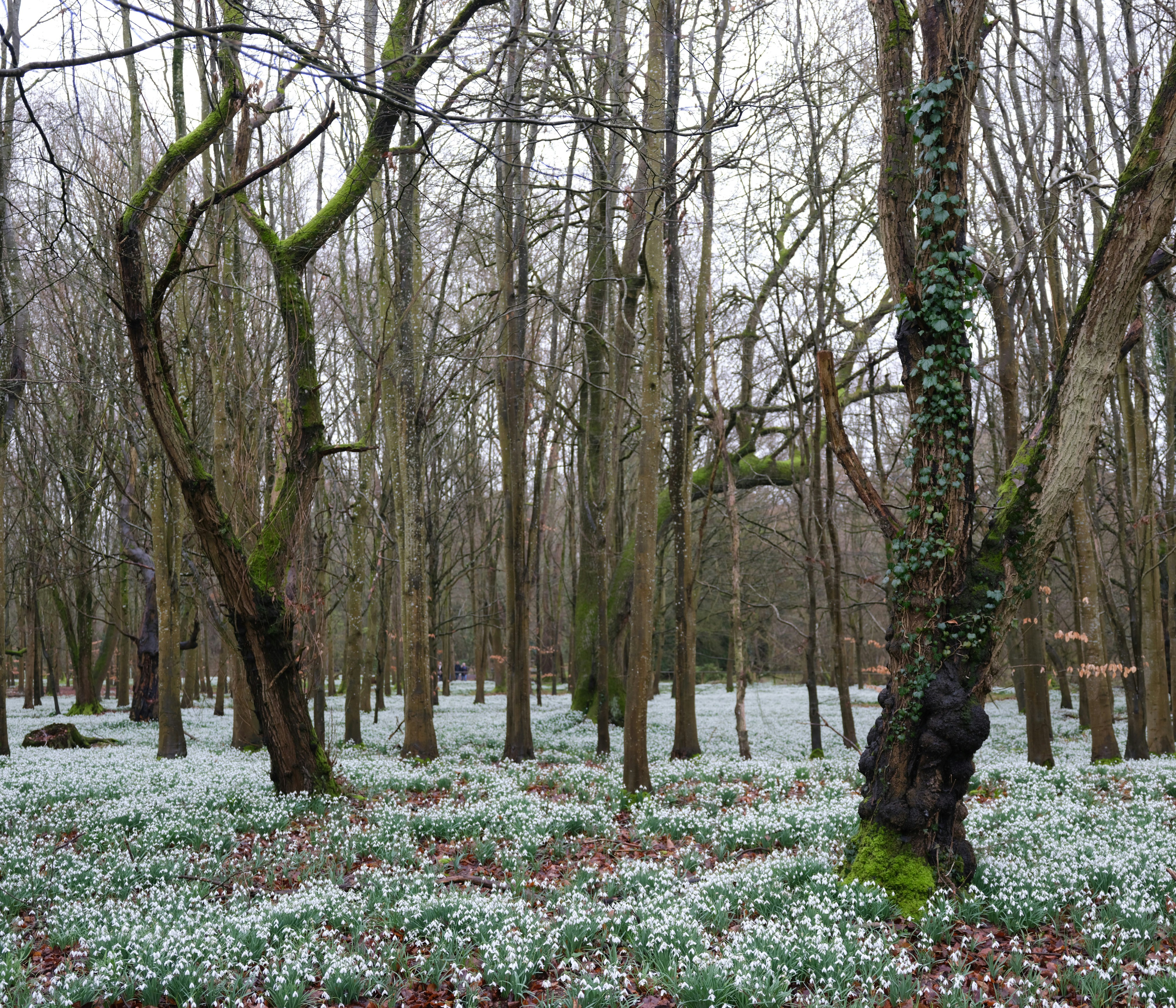 Snow-dusted woodland carpet of white anemones under bare trees