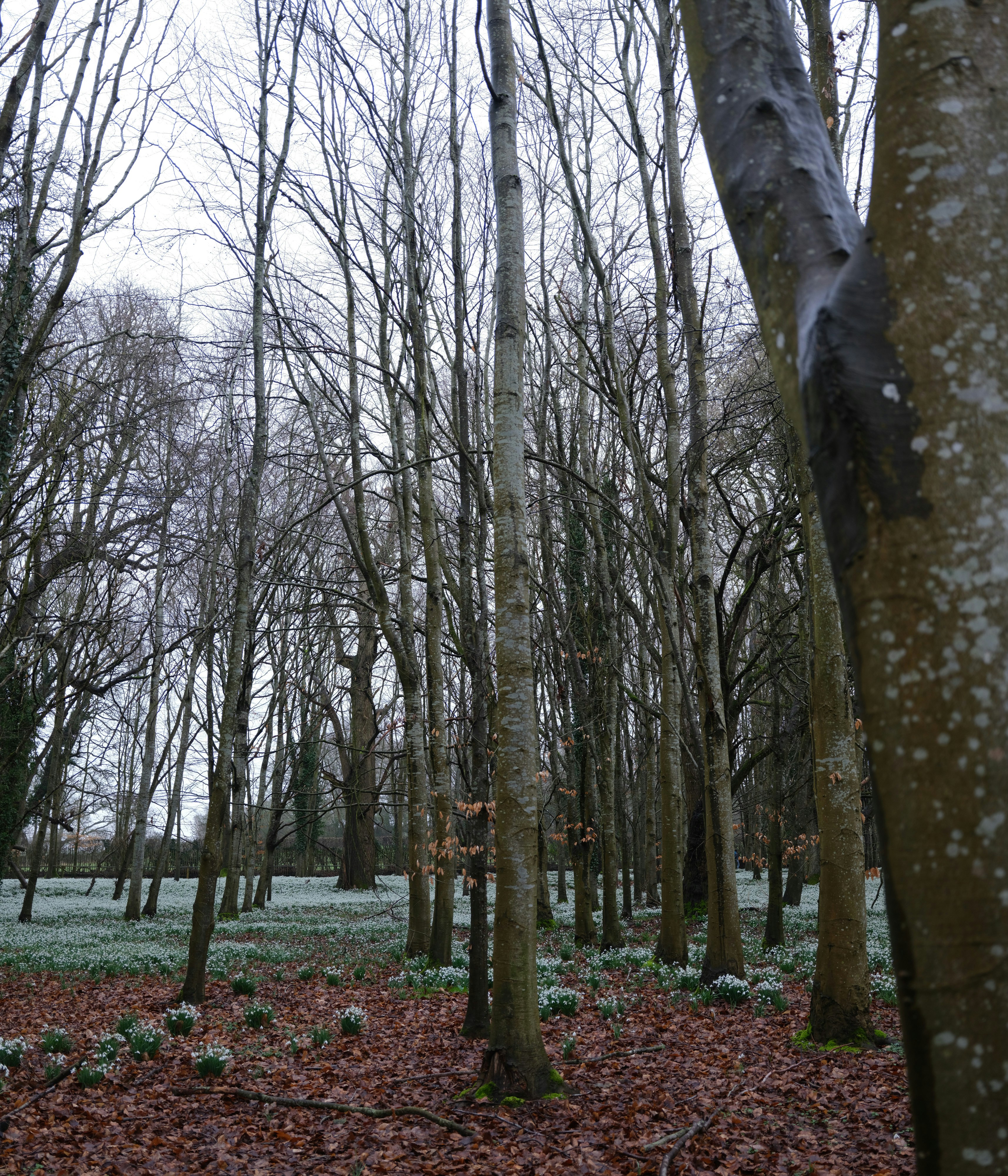 Winter Woods Corridor: Tranquil Birches Under Cloudy Light