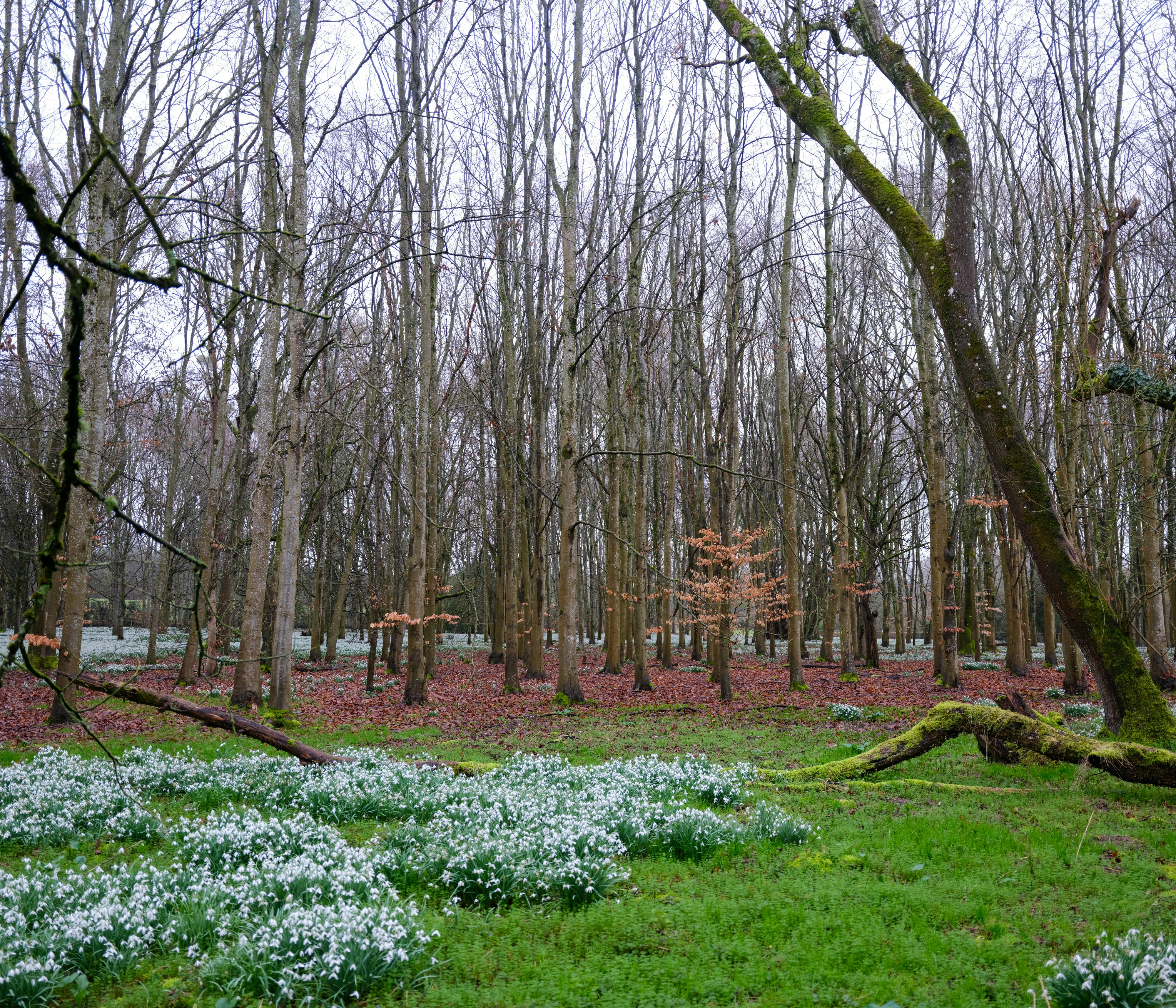 Snowdrop clusters blanket the forest floor while leafless trees rise behind, with a mossy log and a hint of autumnal undergrowth in the distance.