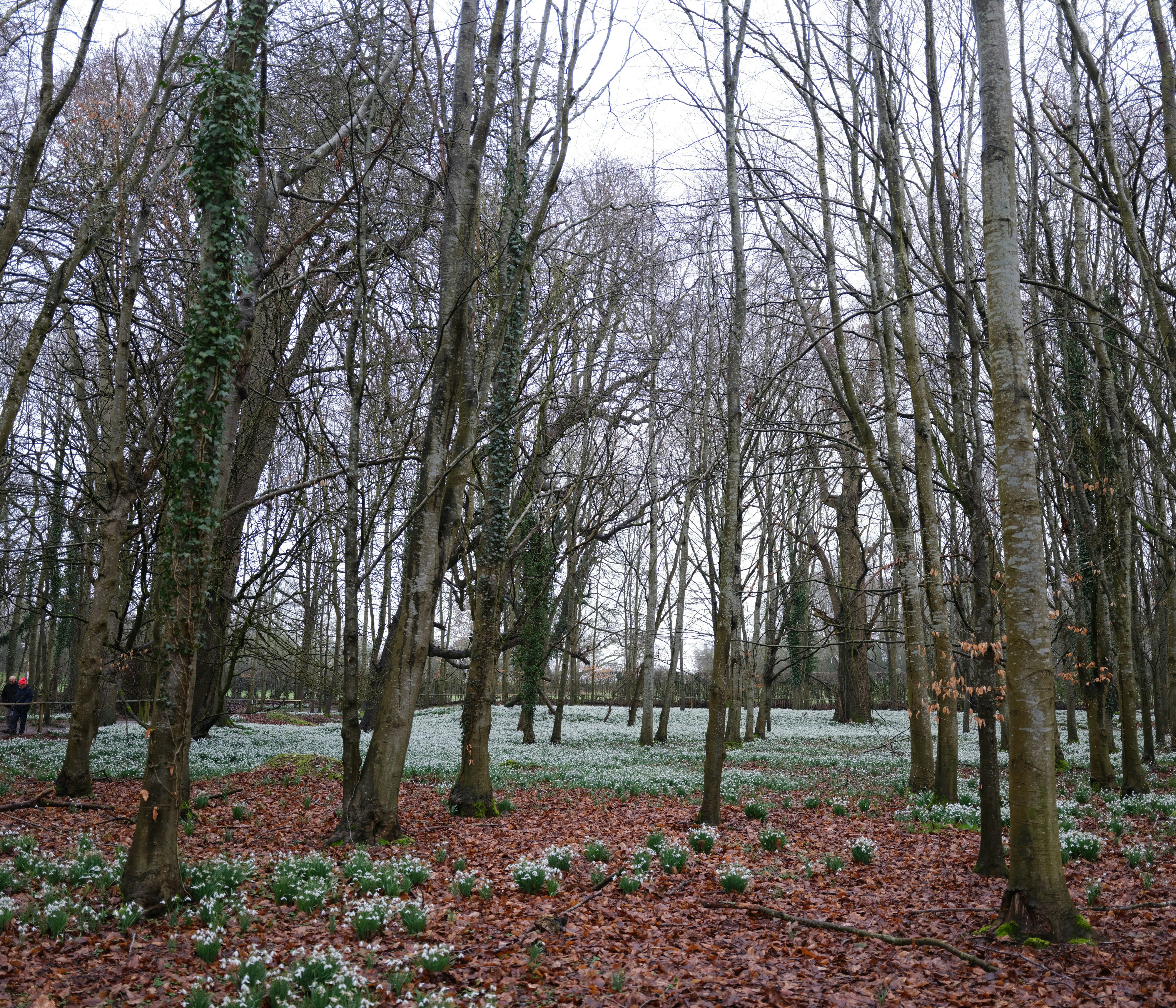 Winter Woodland in Bloom: Frosted Ground Beneath Leafless Canopies