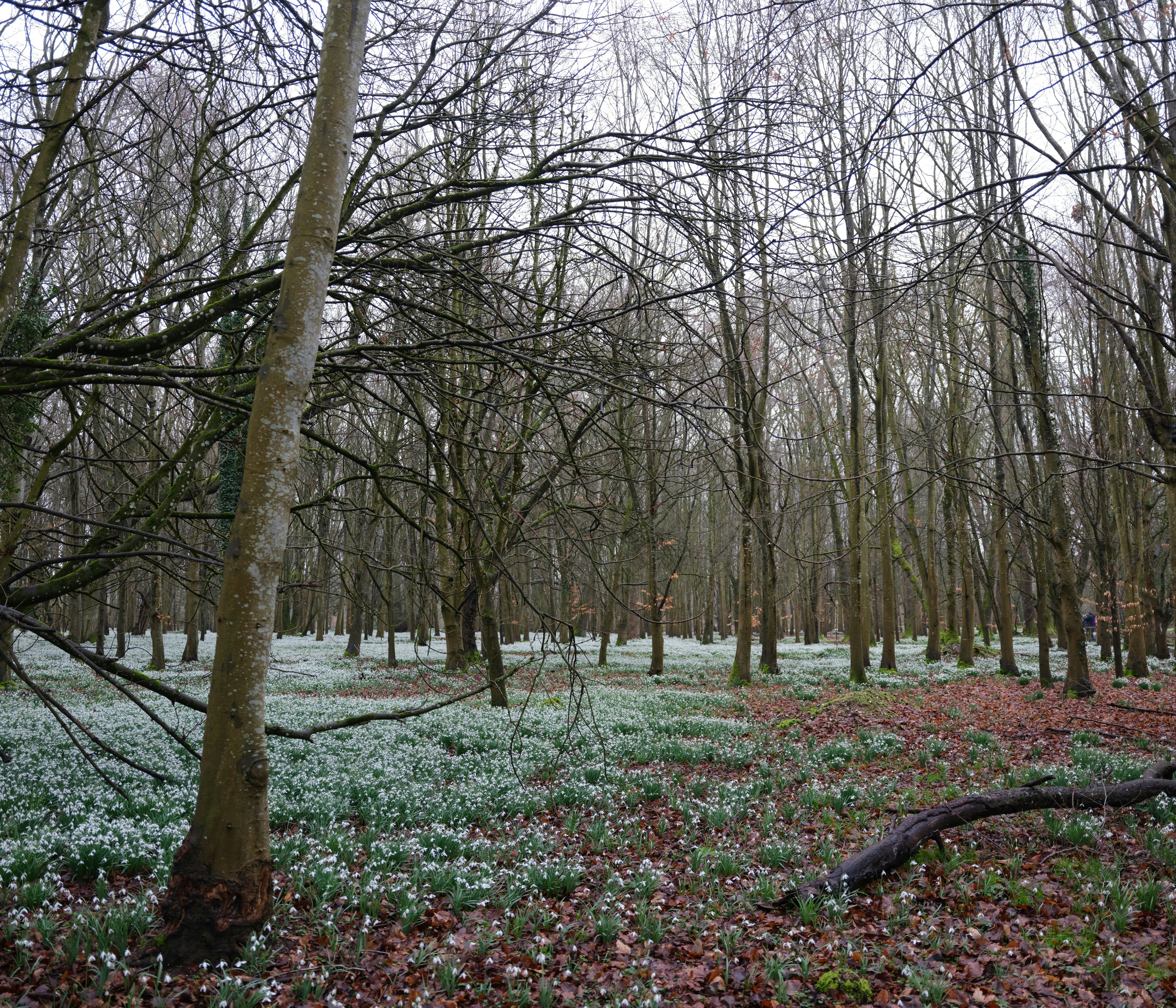 Winter Meadow in Bloom: White and Ruby Petals Across the Pines