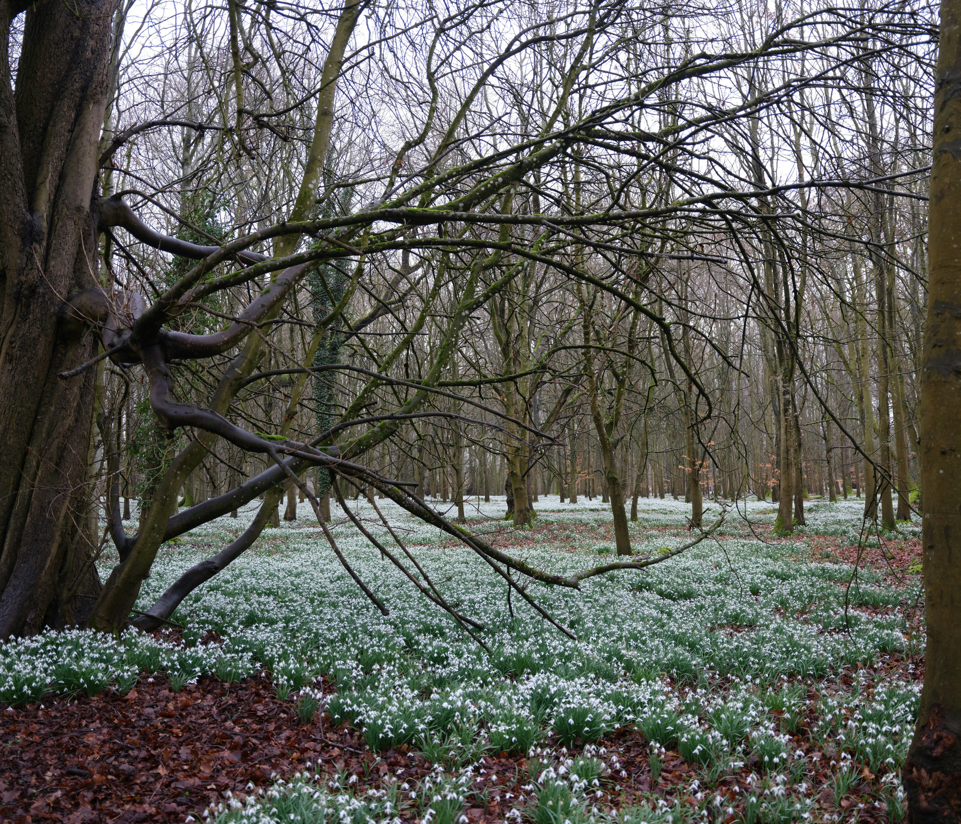 Winter Meadow in Bloom: A Quiet Forest Floor of Snowdrops