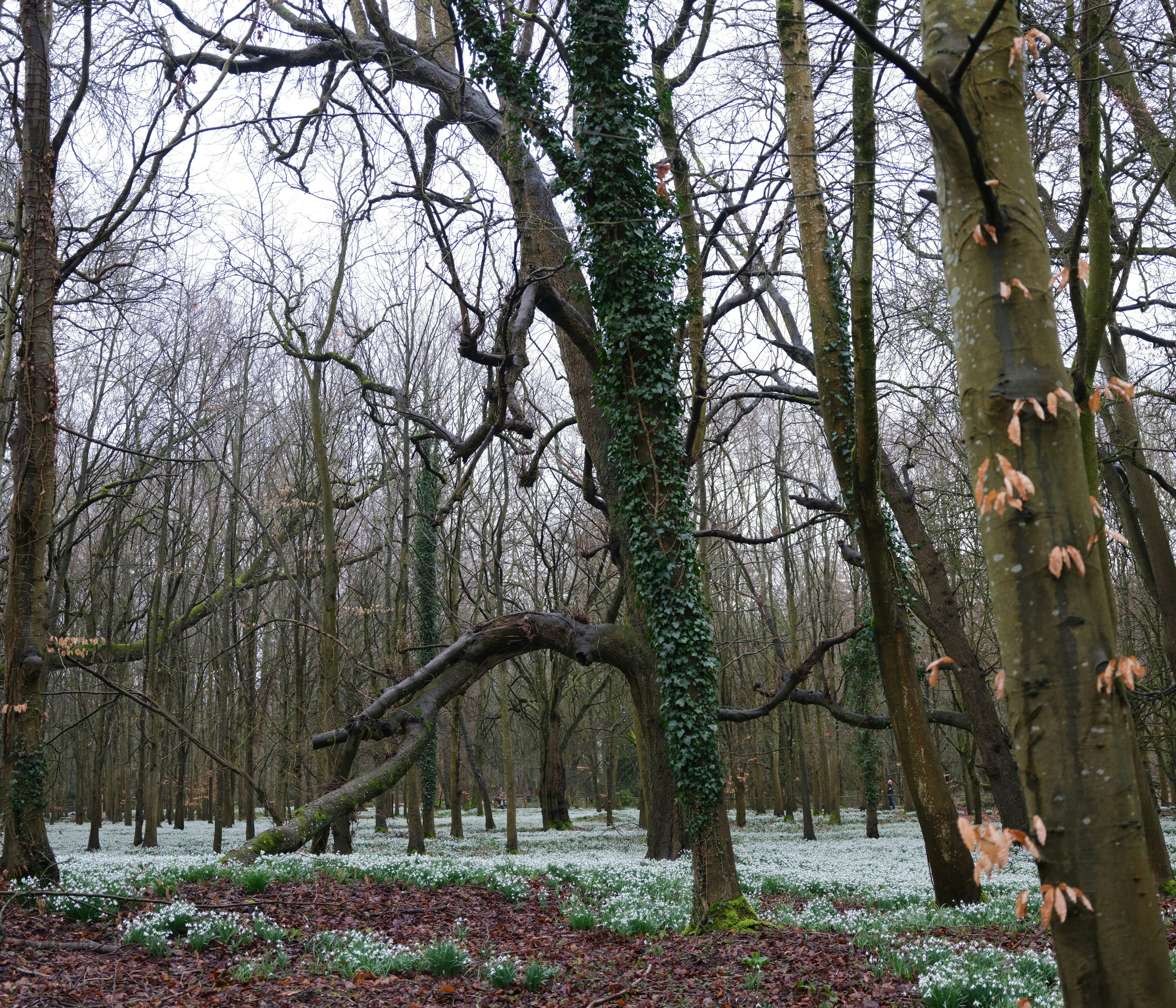 Ivory Snow beneath Ivy-Clad Arboreal Giants