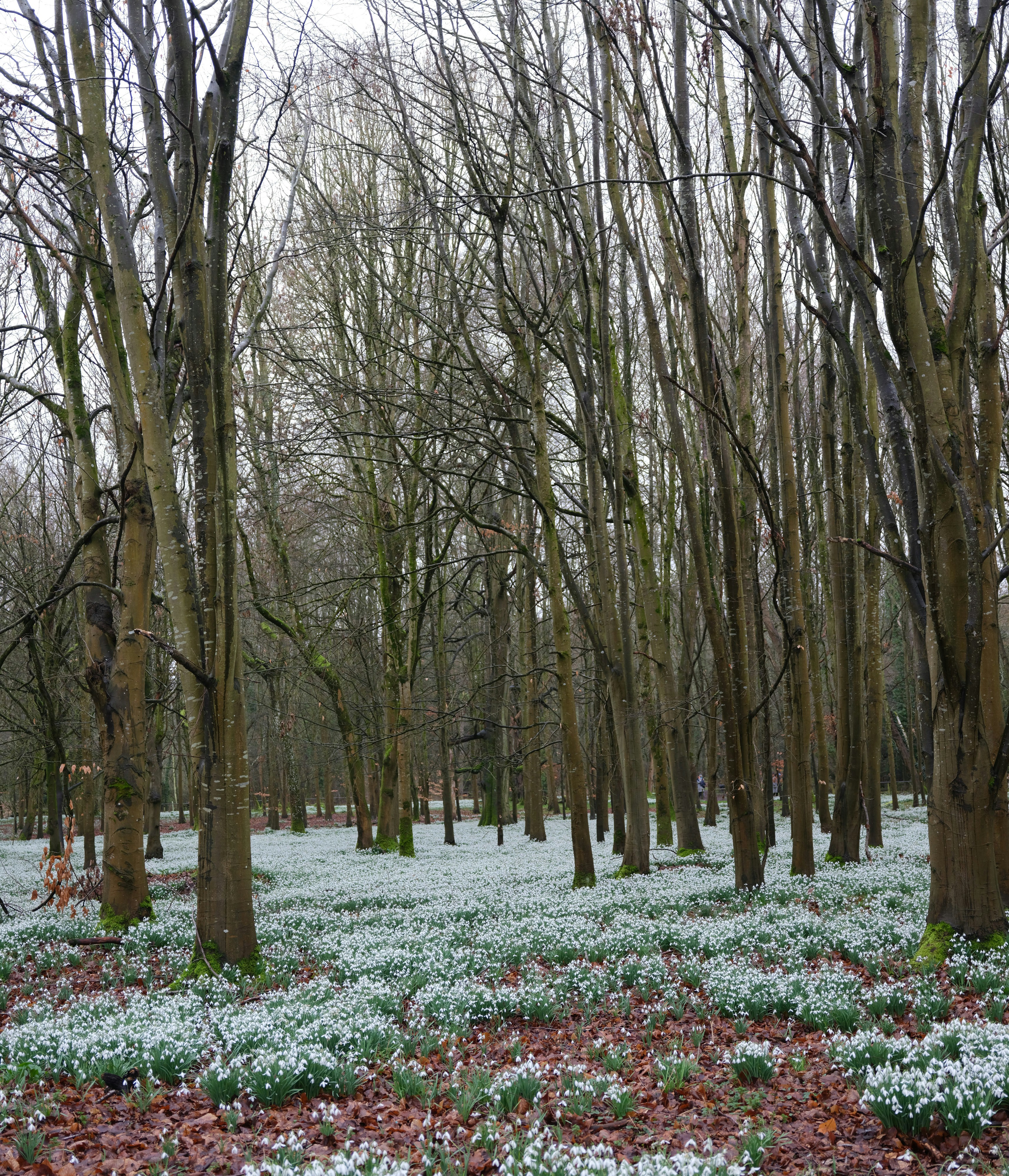 Winter Thicket: A Carpet of Snowdrops Among Bare Branches