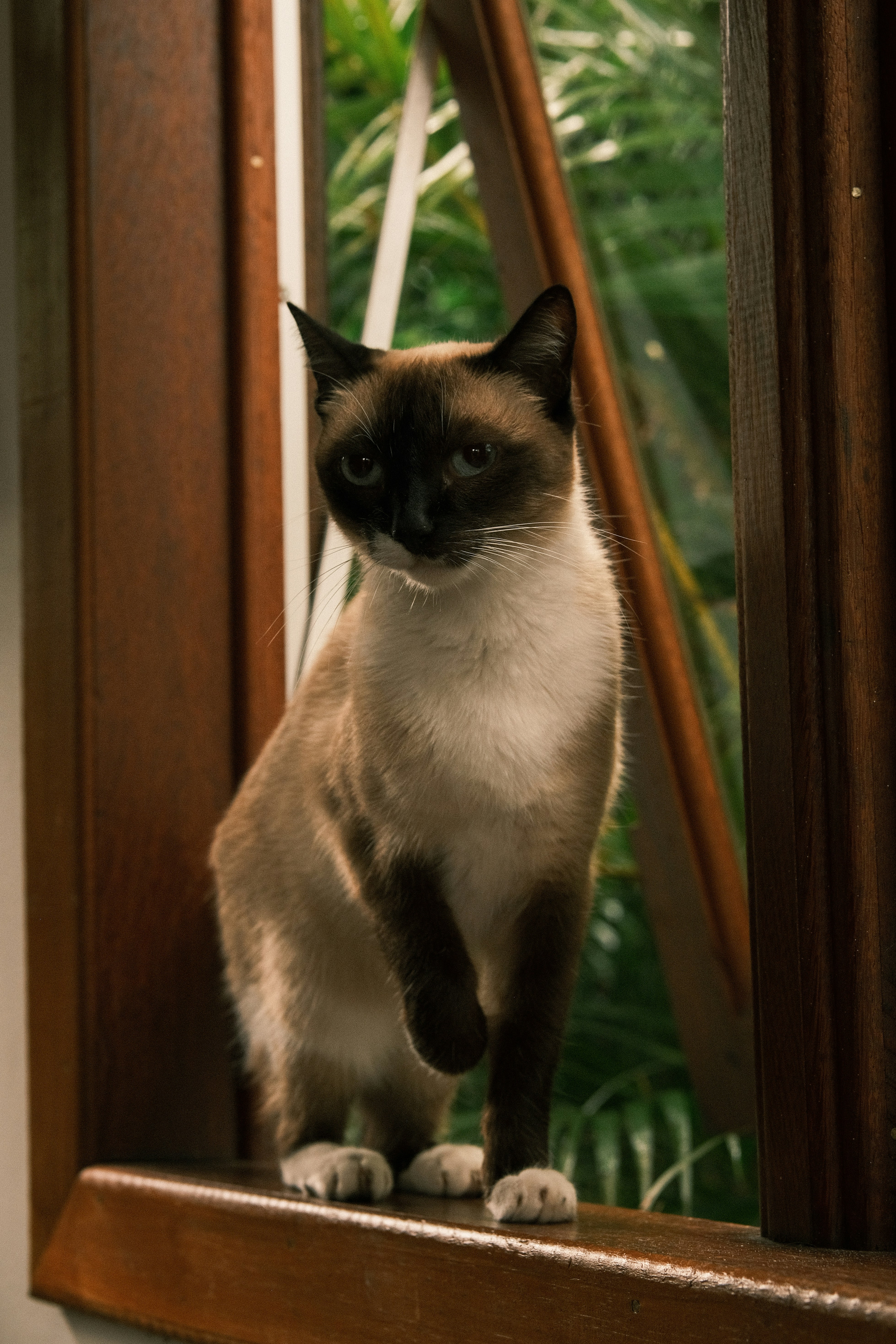 Sovereign of the Window Frame: A Siamese Cat on Guard
