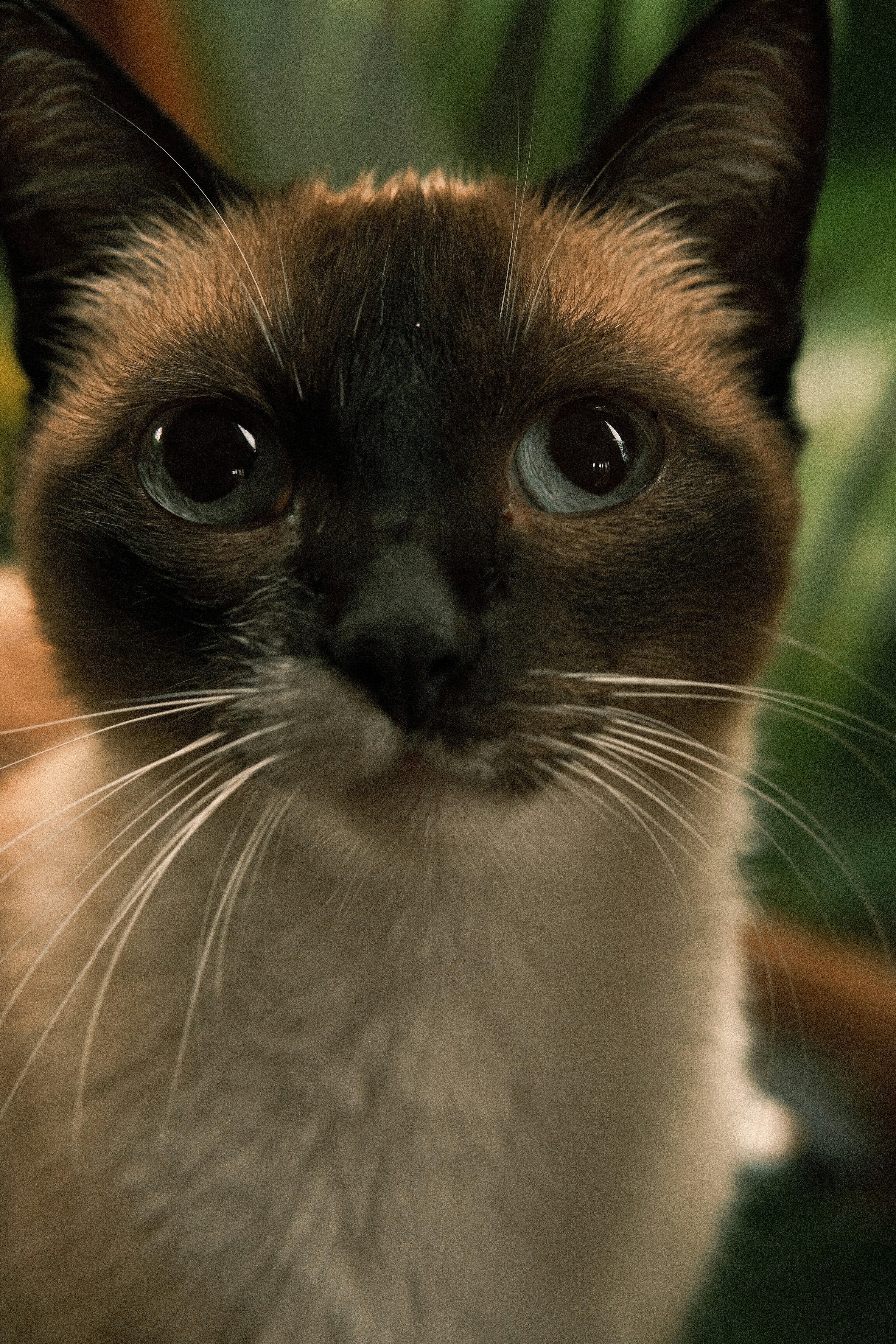 Close-up of a Siamese kitten's inquisitive gaze