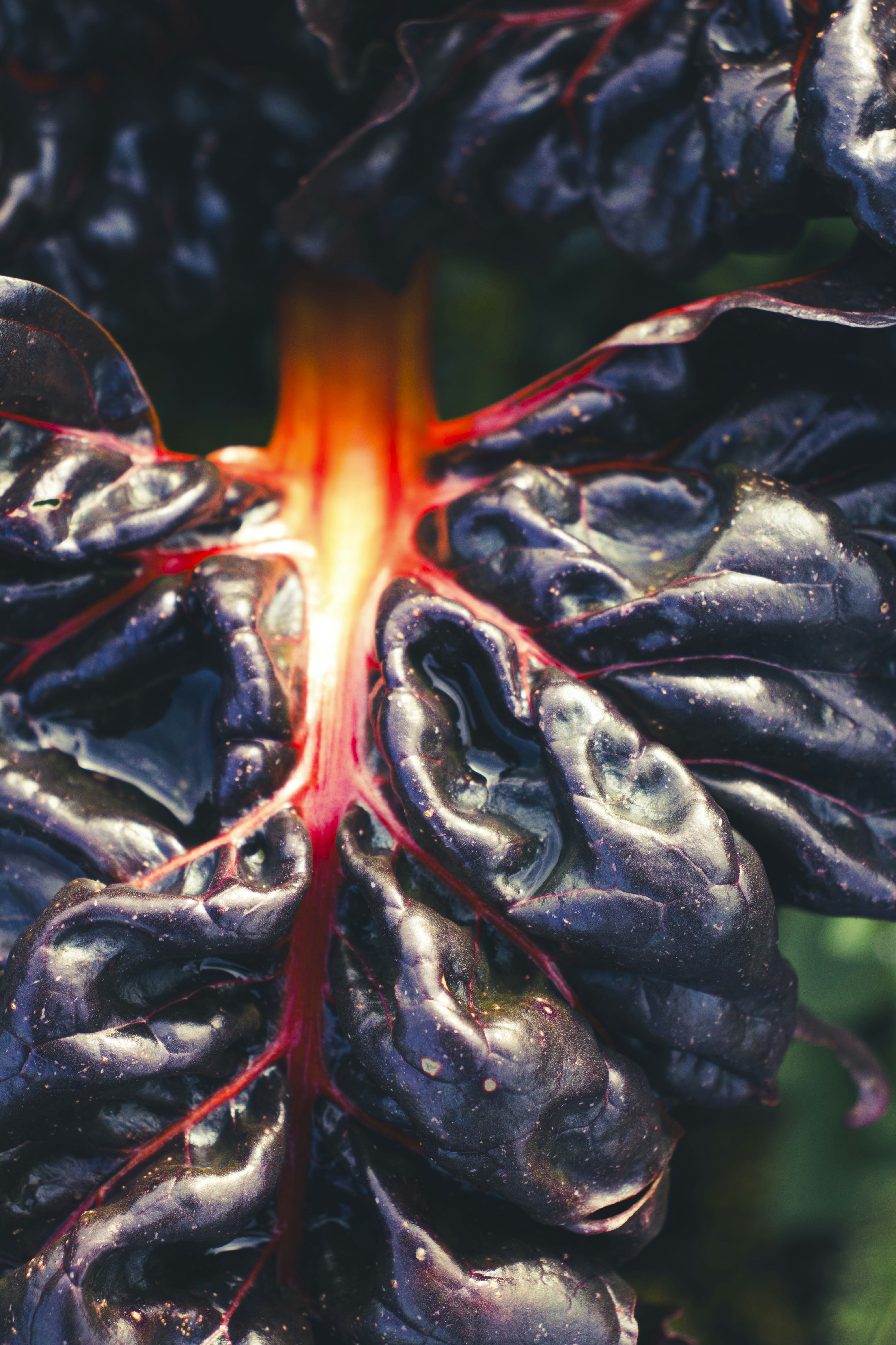Flame-vein Core: A Charred Leaf Reveals Its Ember-Like Heart
