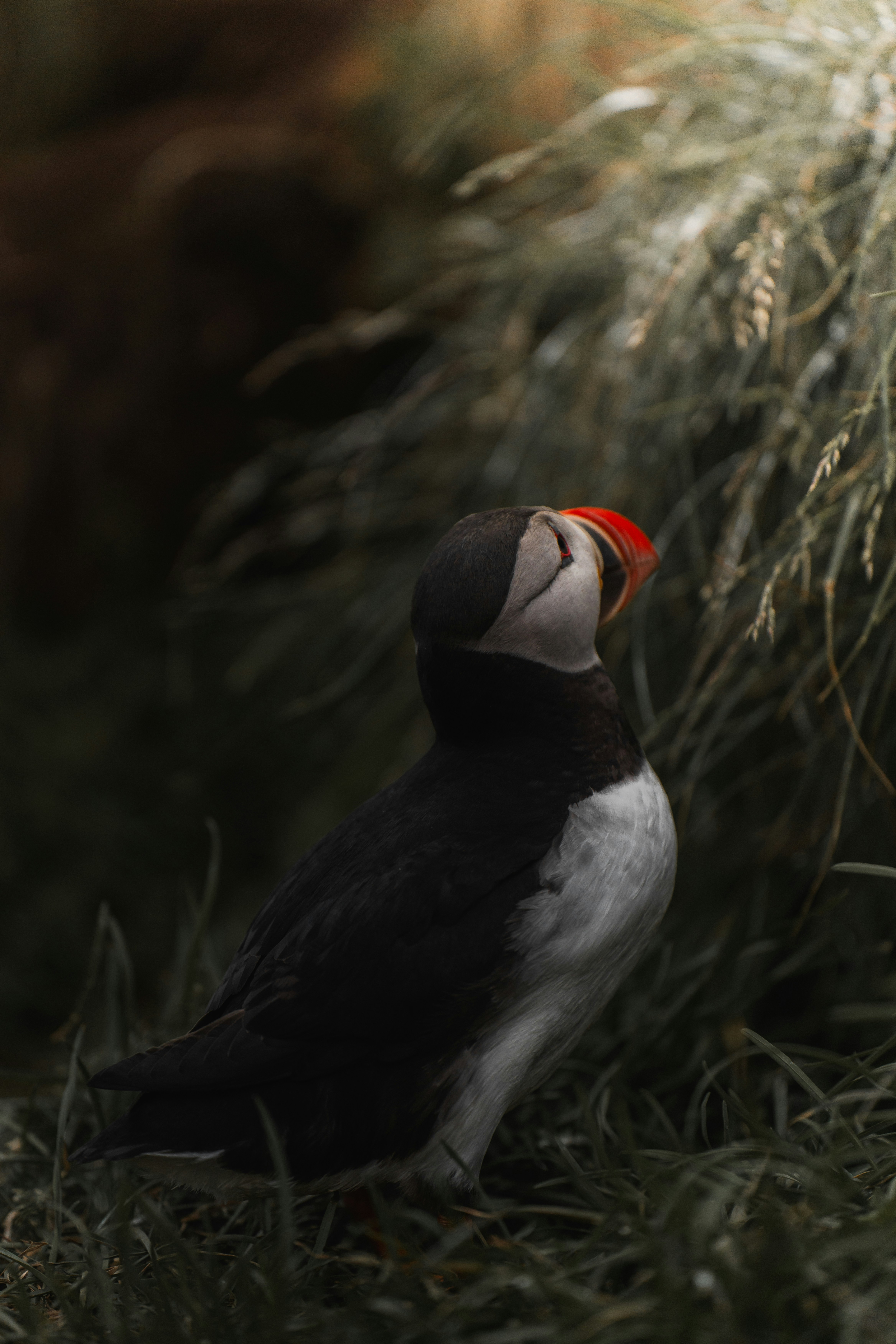 A lone puffin, head tilted, amid tall grasses