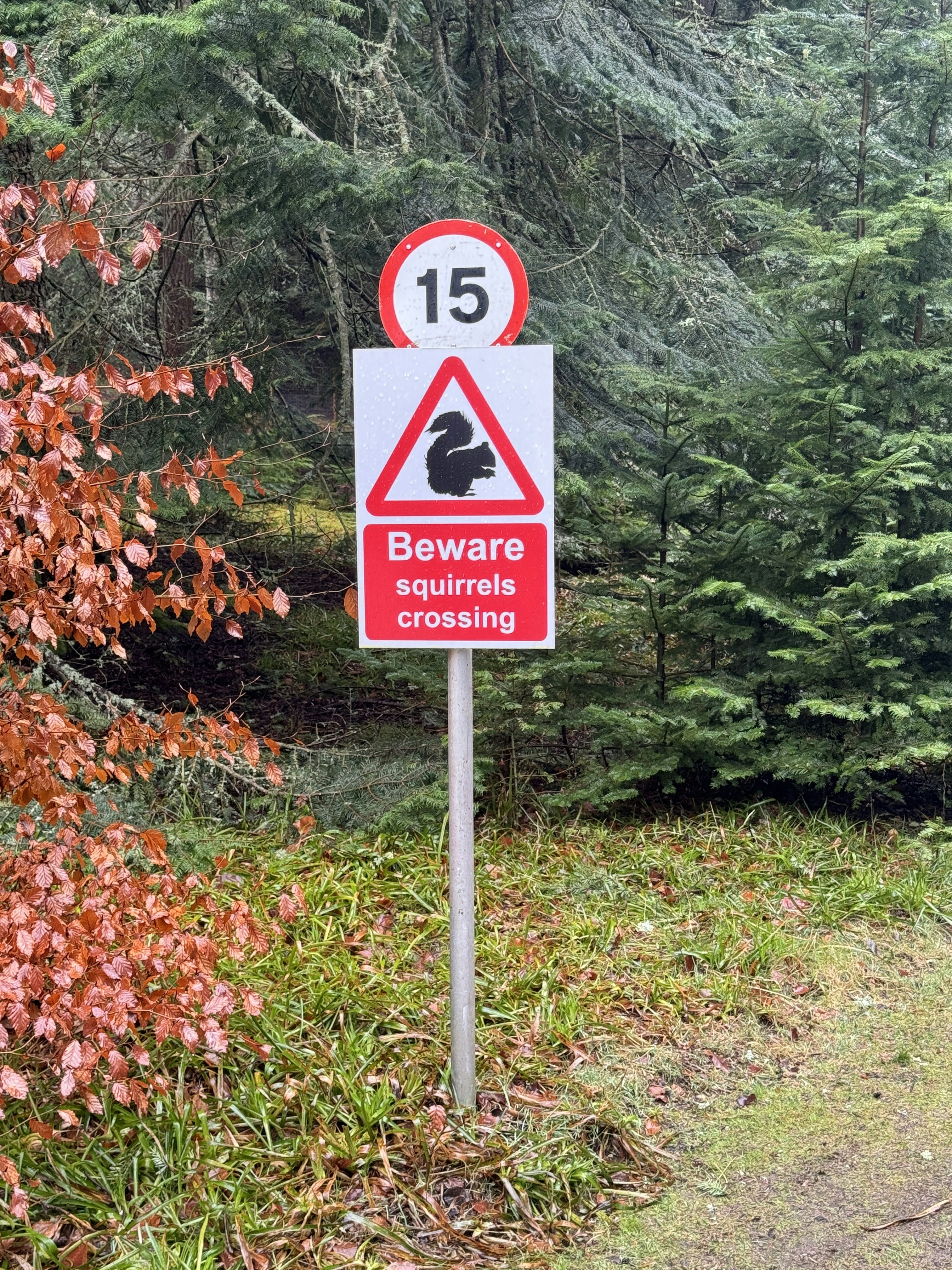 Beware Squirrels Crossing: A Forest Sign with Autumn Foliage