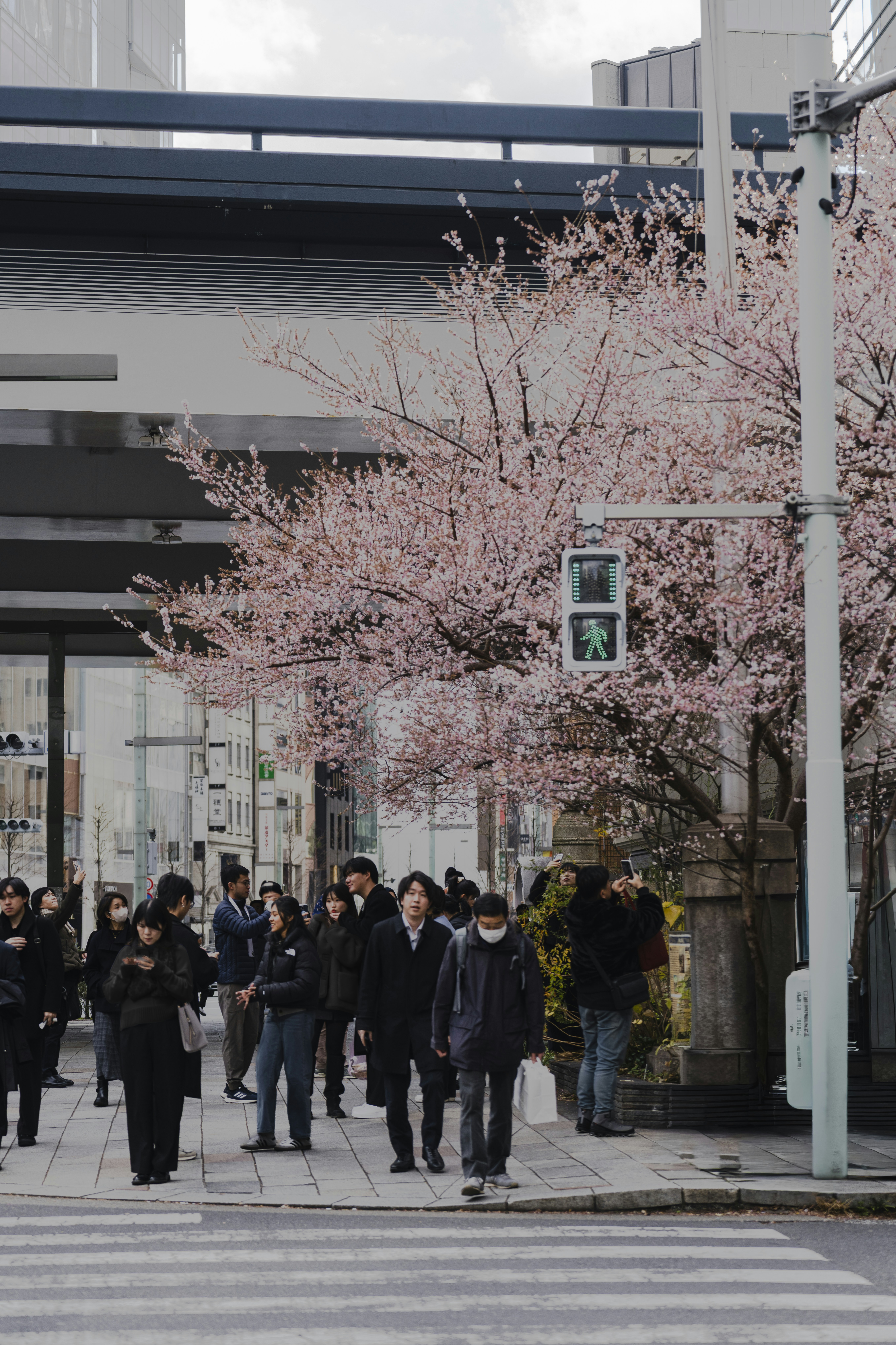 Cherry Blossom Crossing: Riverside Pedestrians Amid Urban Flow