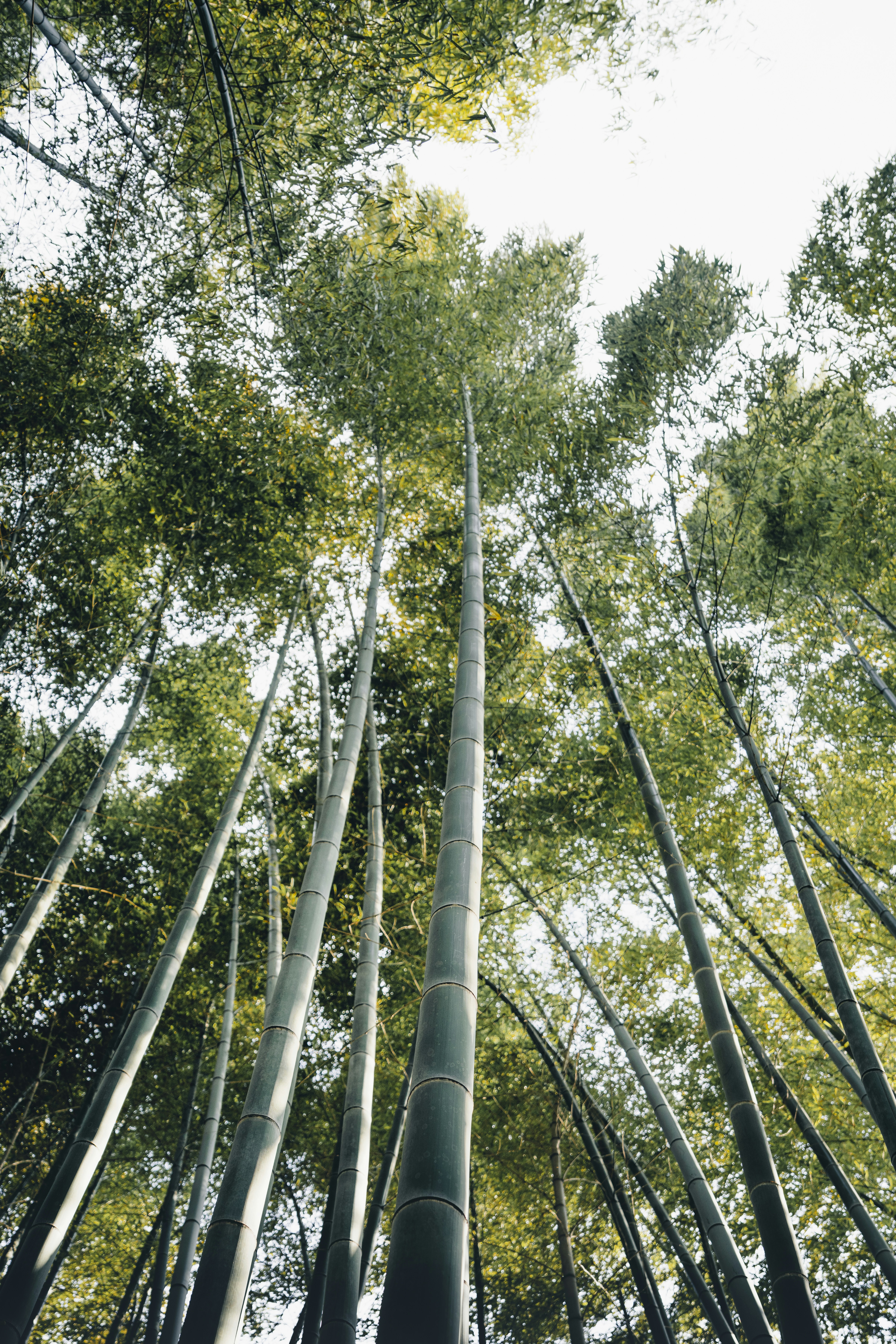 Towers of Quiet: A Bamboo Cathedral Reaching Toward the Light