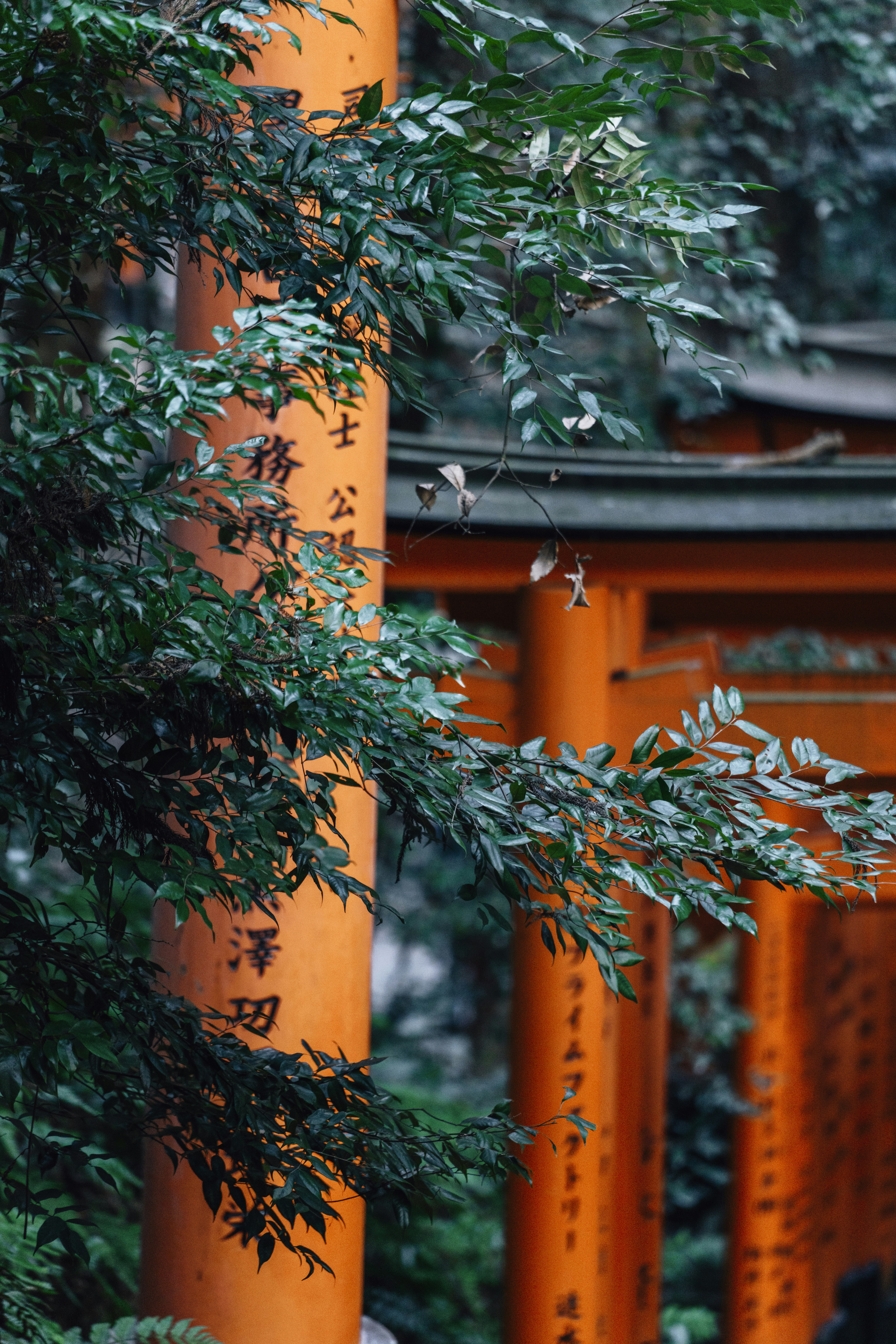 Crimson Gate Through a Veil of Leaves