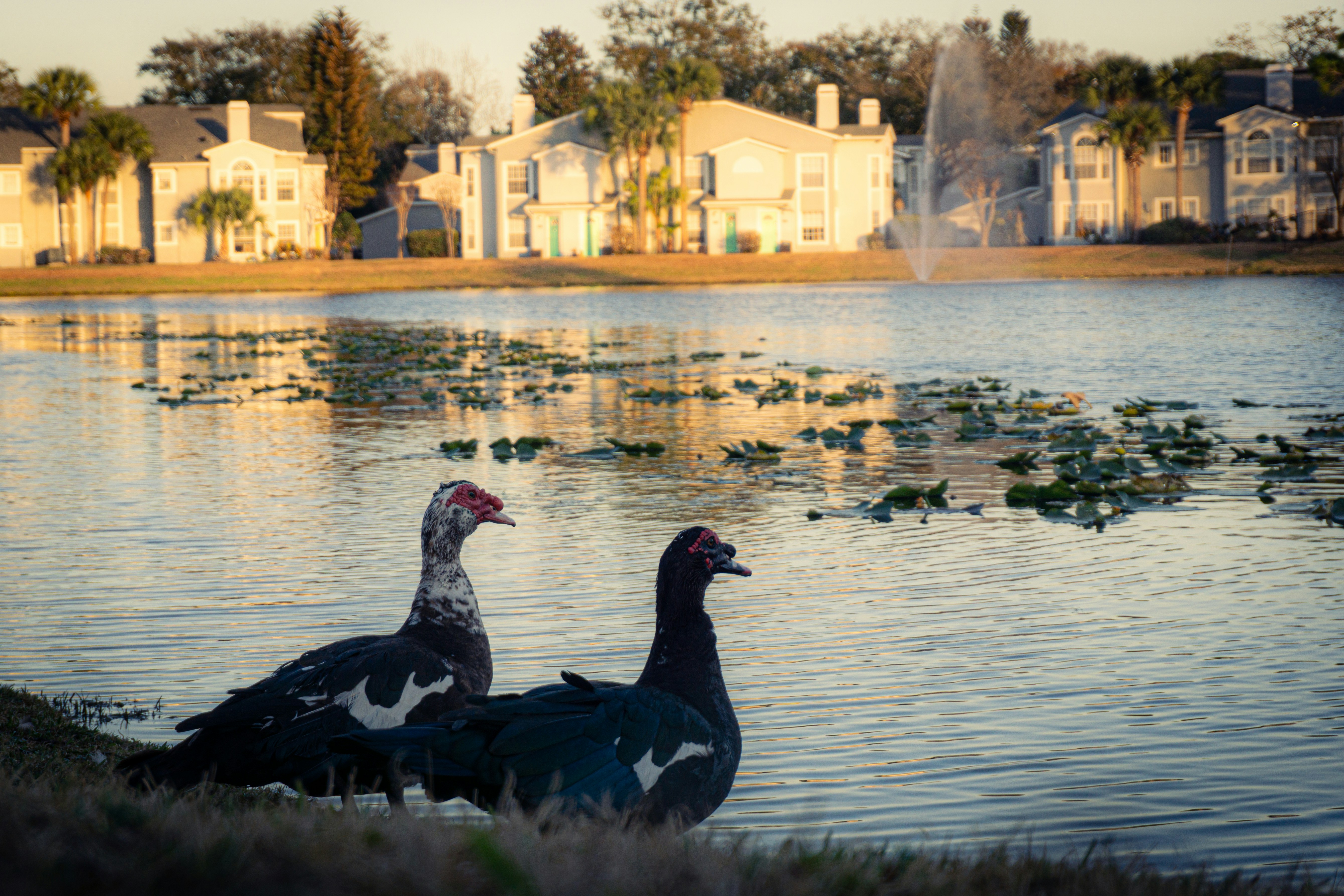 Twin Ducks by the Lake: Subtle Drama in Dappled Sunset