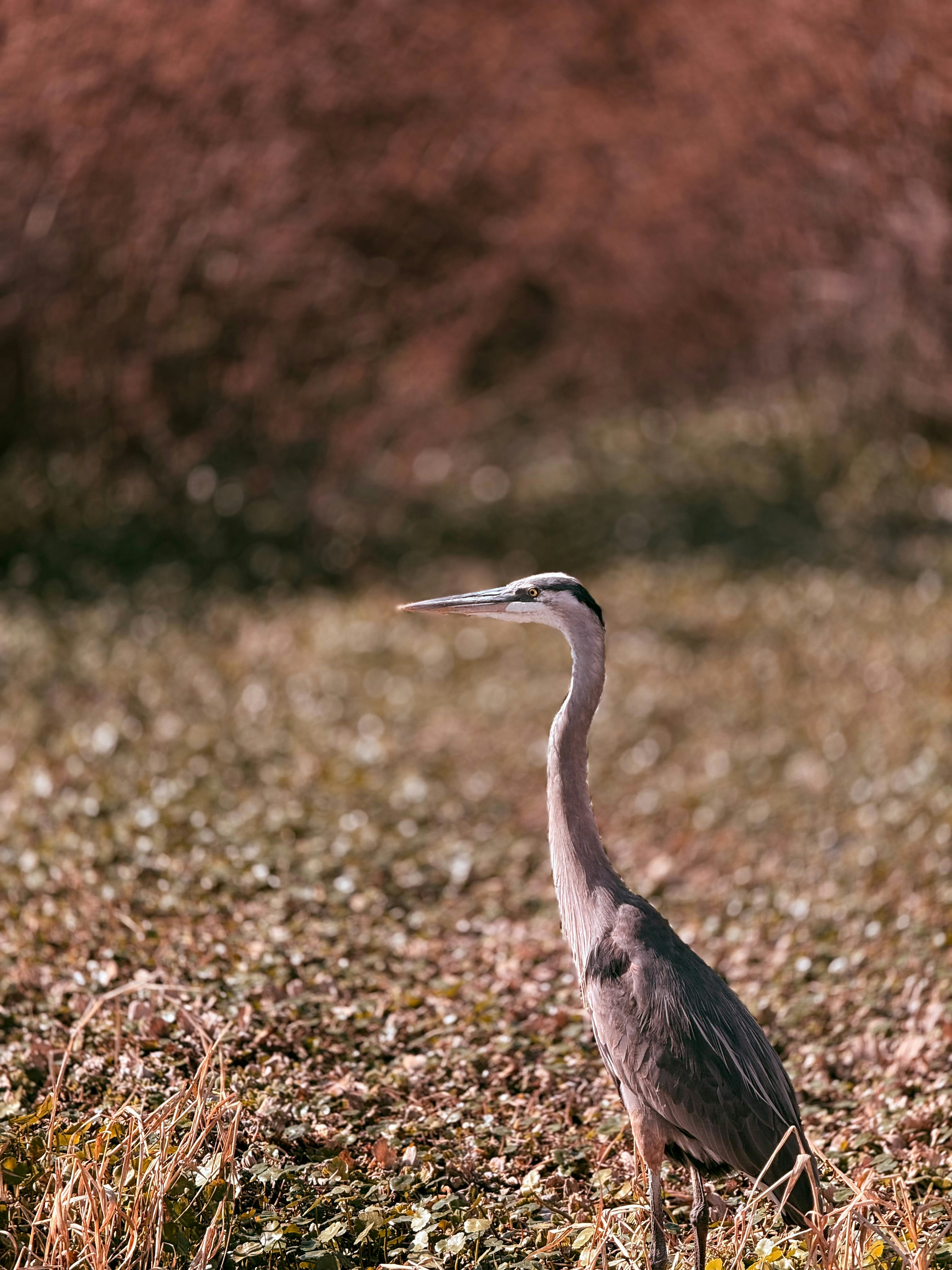 Heron in a sunlit marsh: the long neck poised against a blurred, amber background