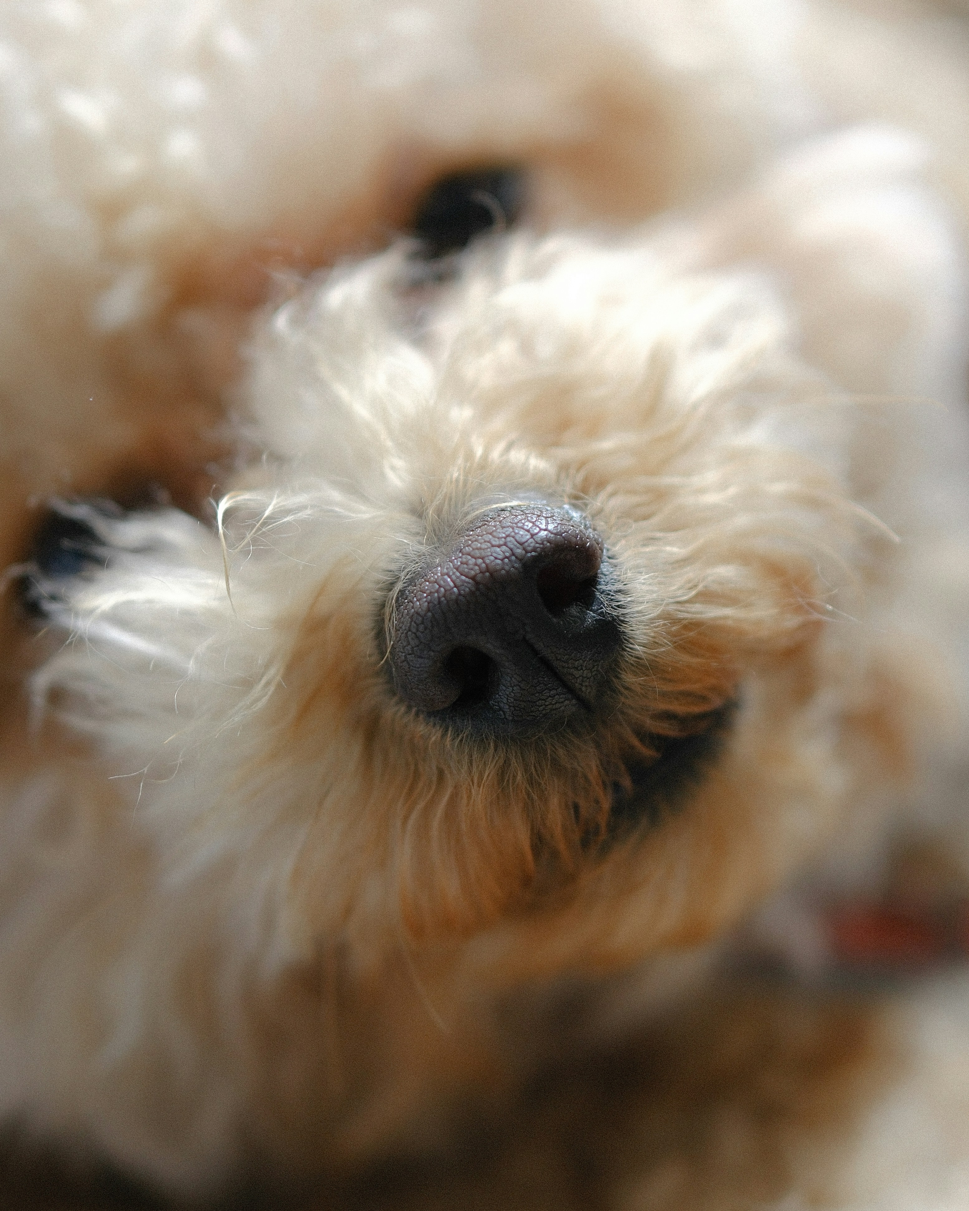 Close-Up Nose Curious: A Puppy’s Frolic in Soft Focus