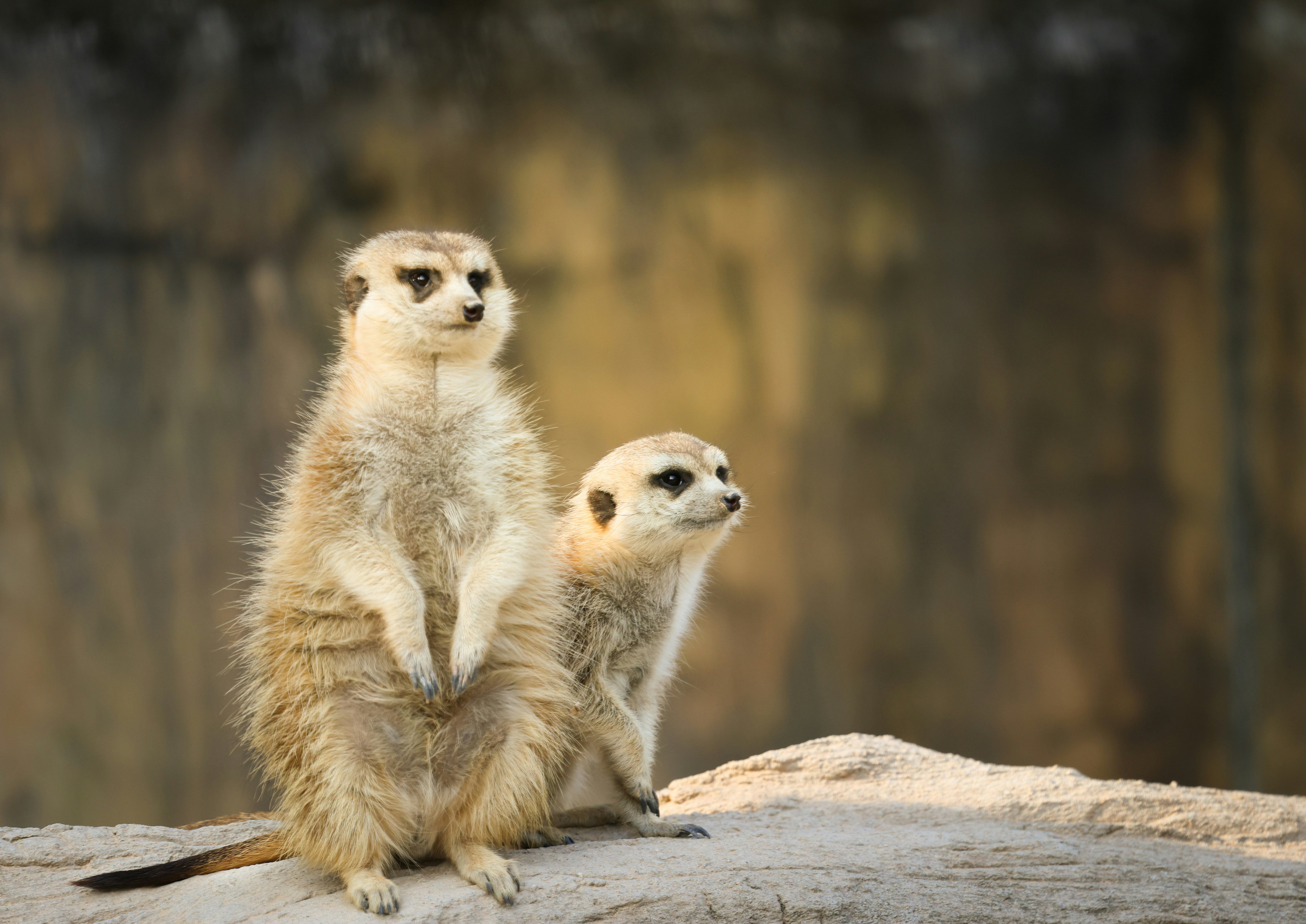 Two meerkats stand alert on a rock