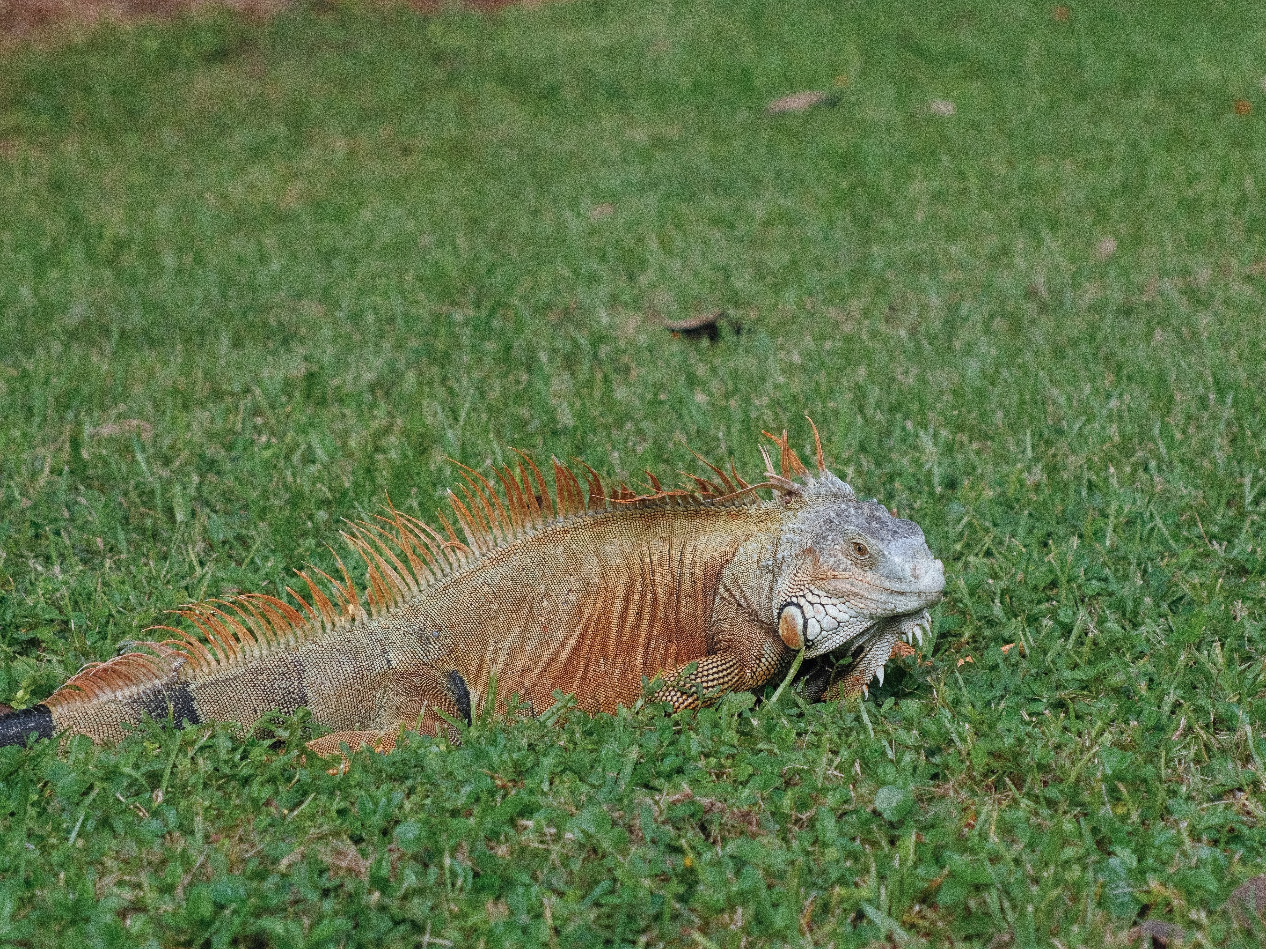 Resting Iguana: Sunlit Crest and Spiny Ridge on Grass