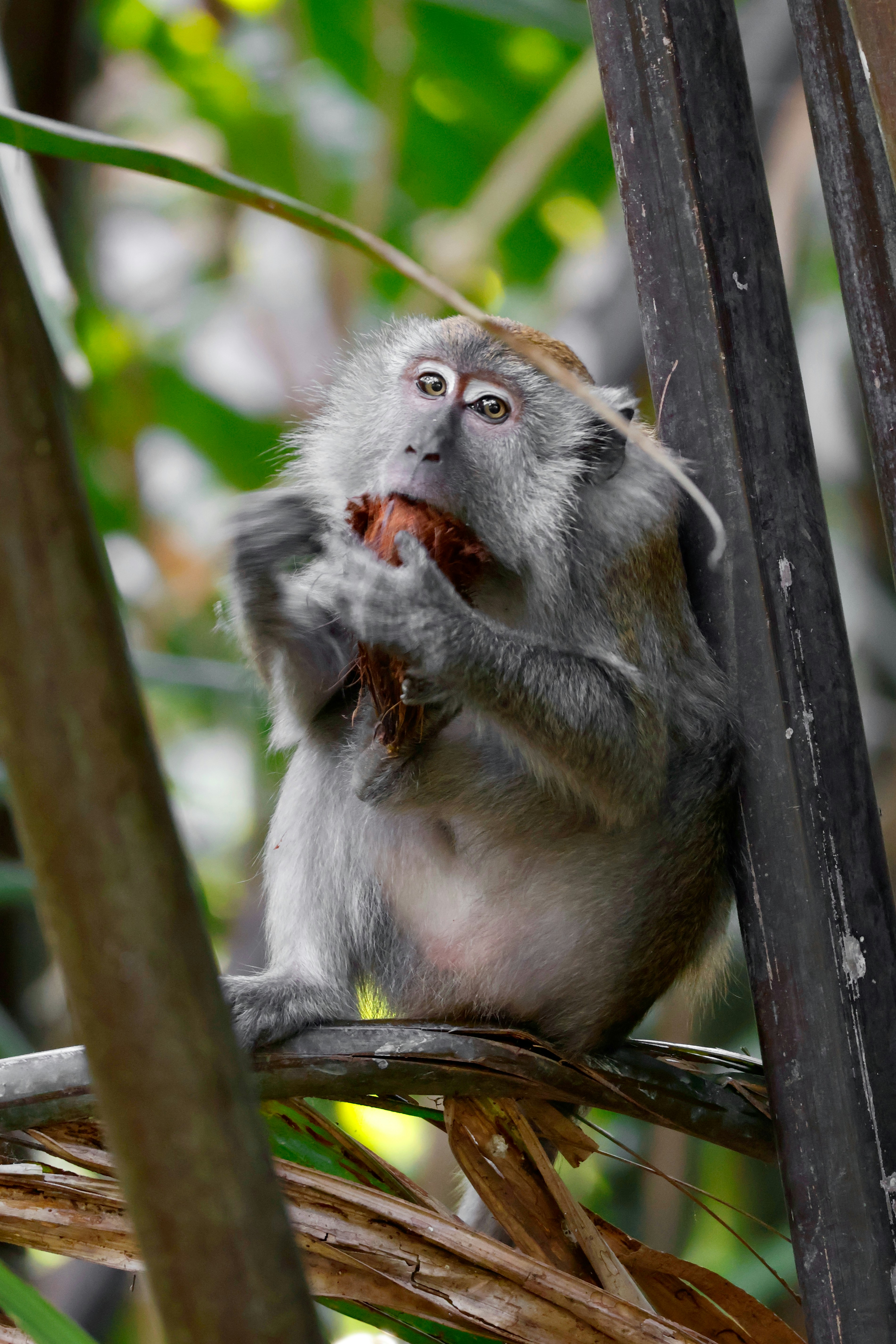 Curious macaque savoring a tropical treat amid timber and leaves
