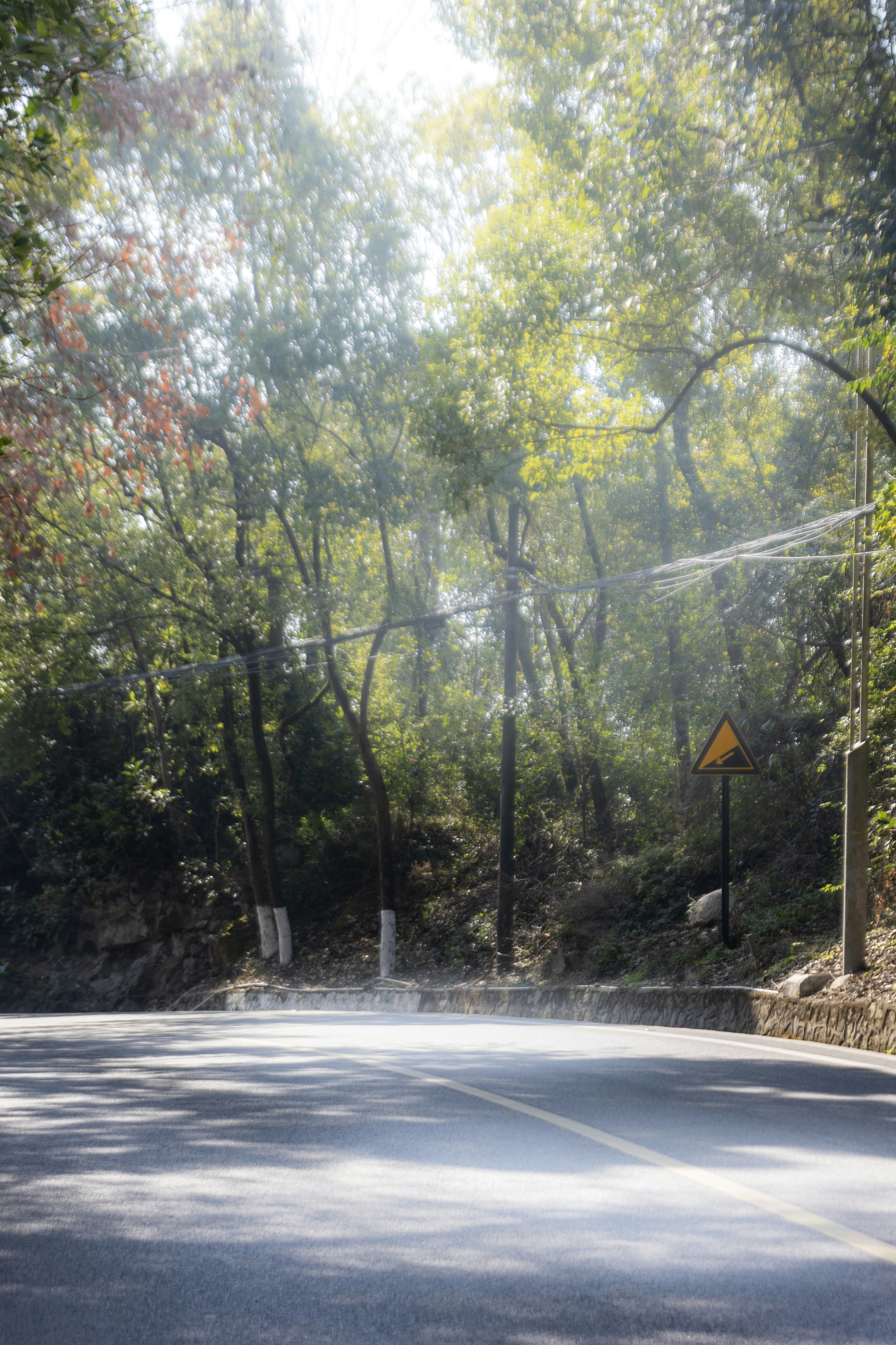 Sunlit Curve: Road Through a Quiet Forest