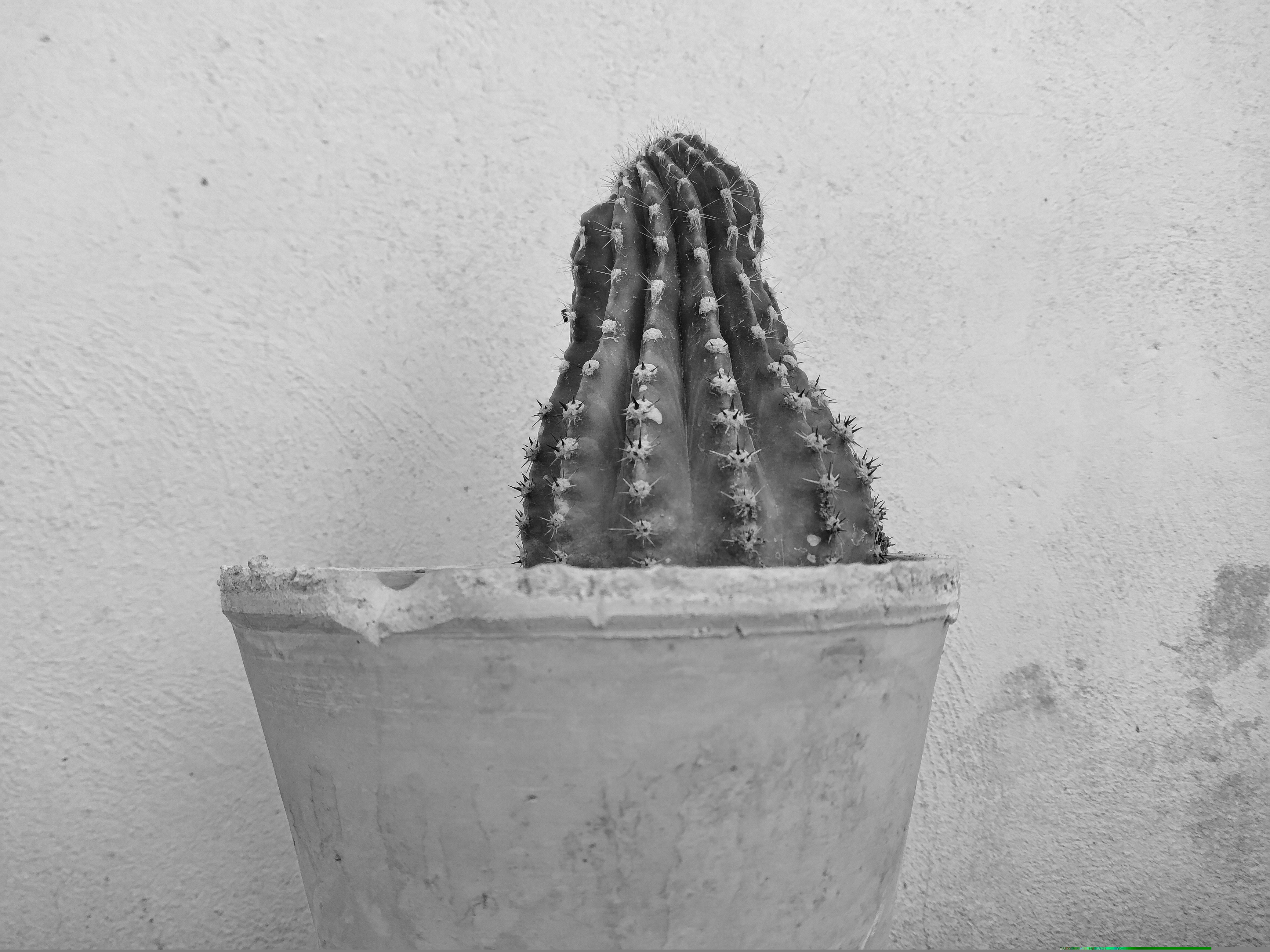 A cactus in a pot against a textured wall