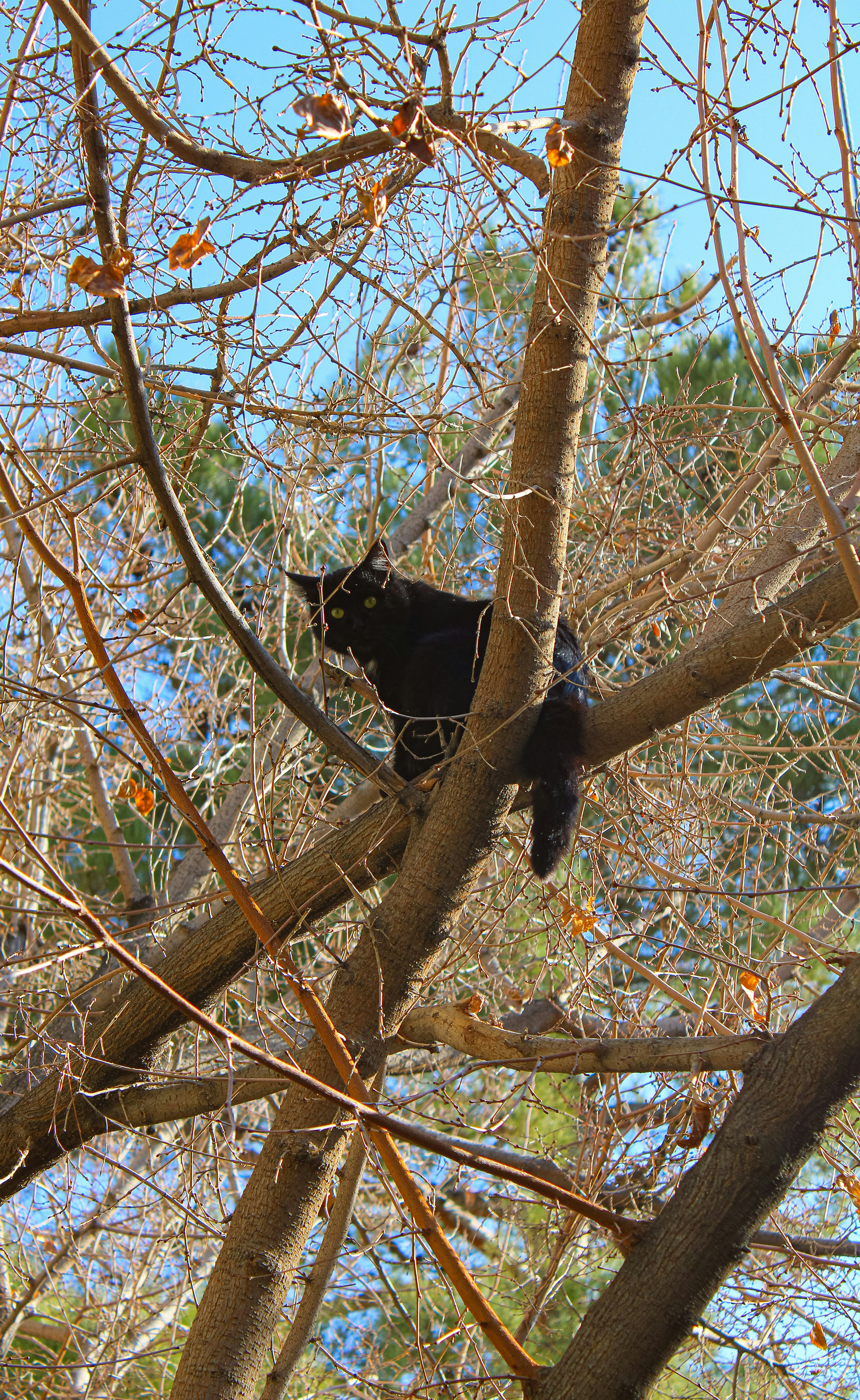 Black cat poised among winter branches under a bright blue sky