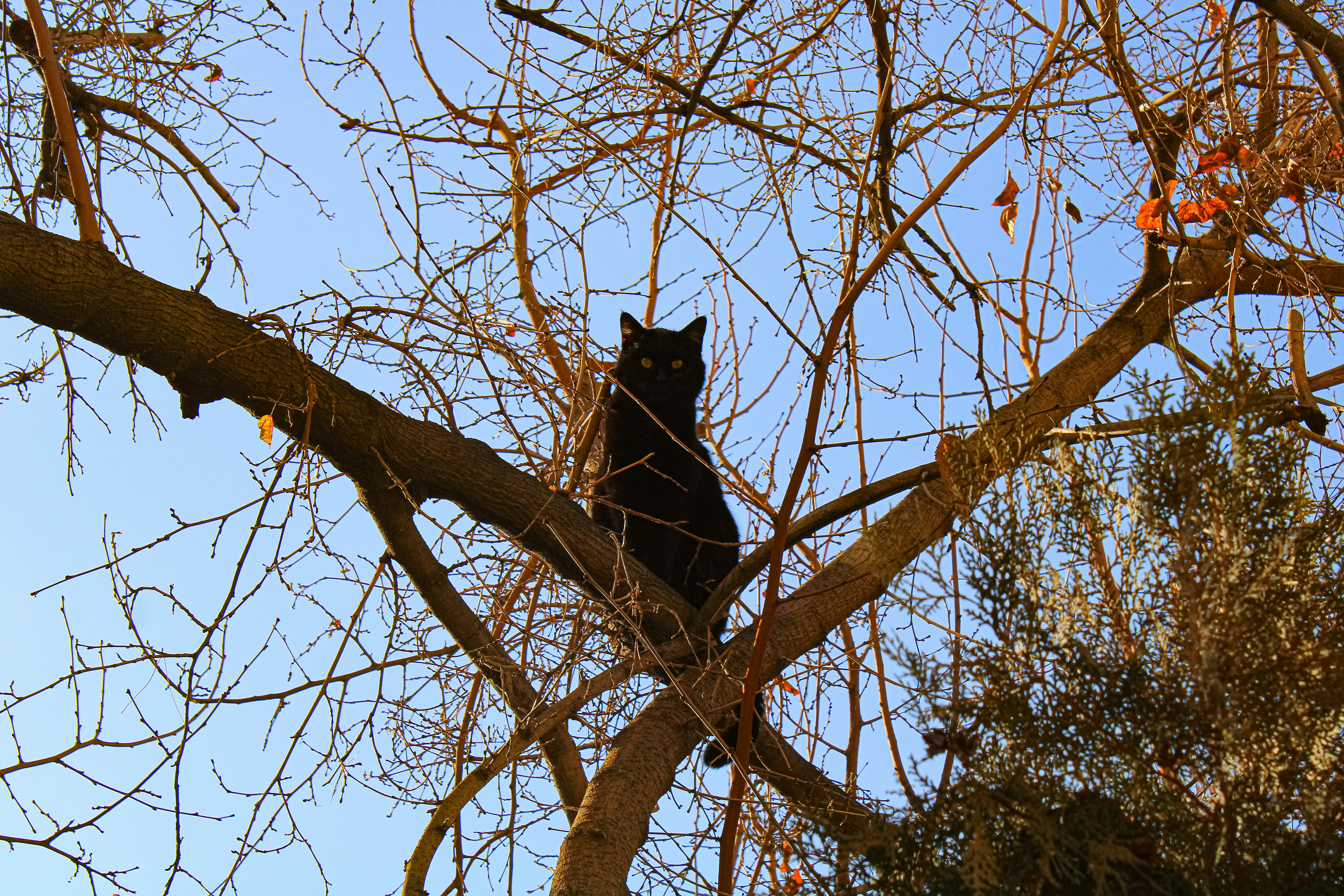 Shadow Scout in the Bare Branches