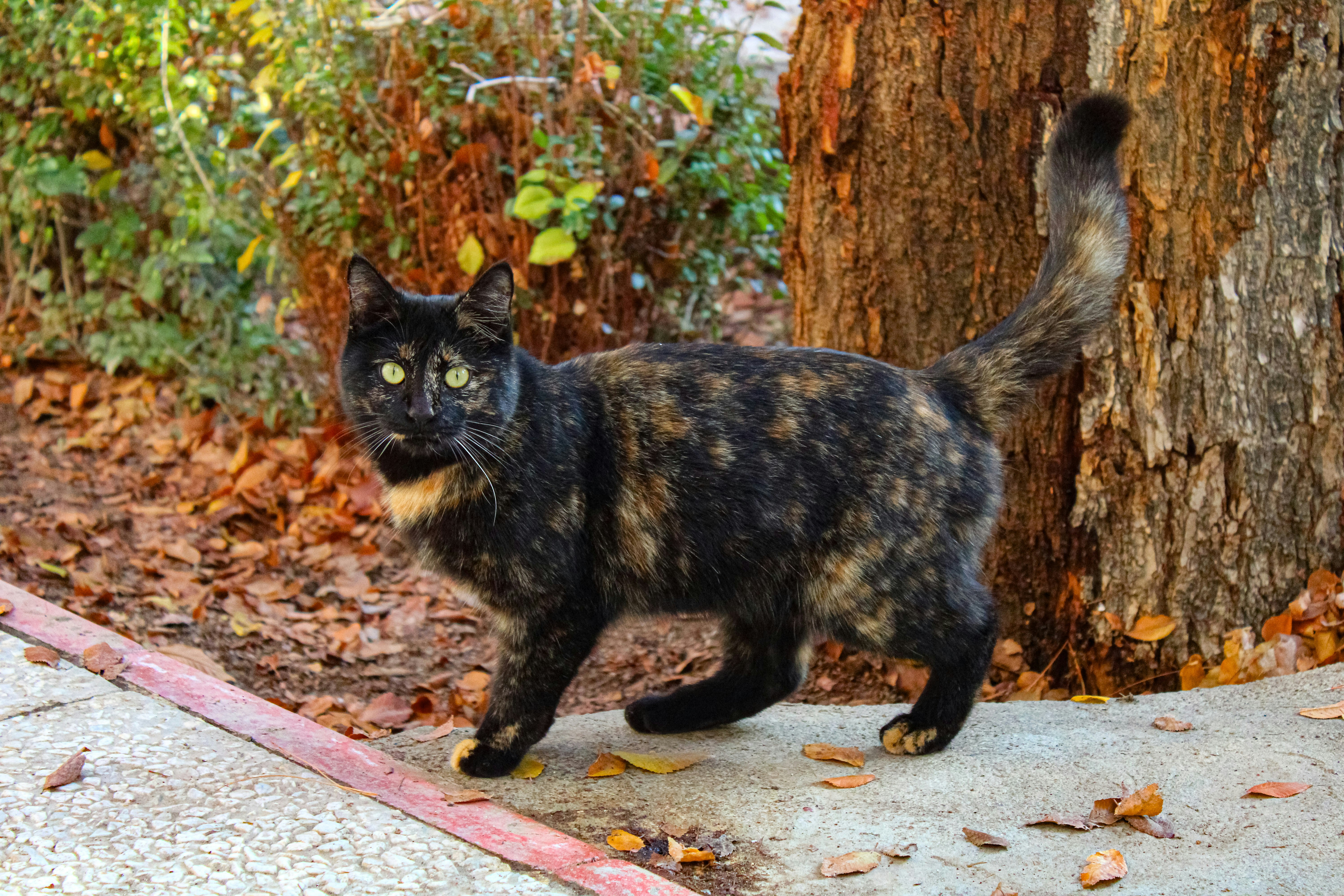 Autumn Mistress: A Tortie-Calico Cat Beneath the Bark