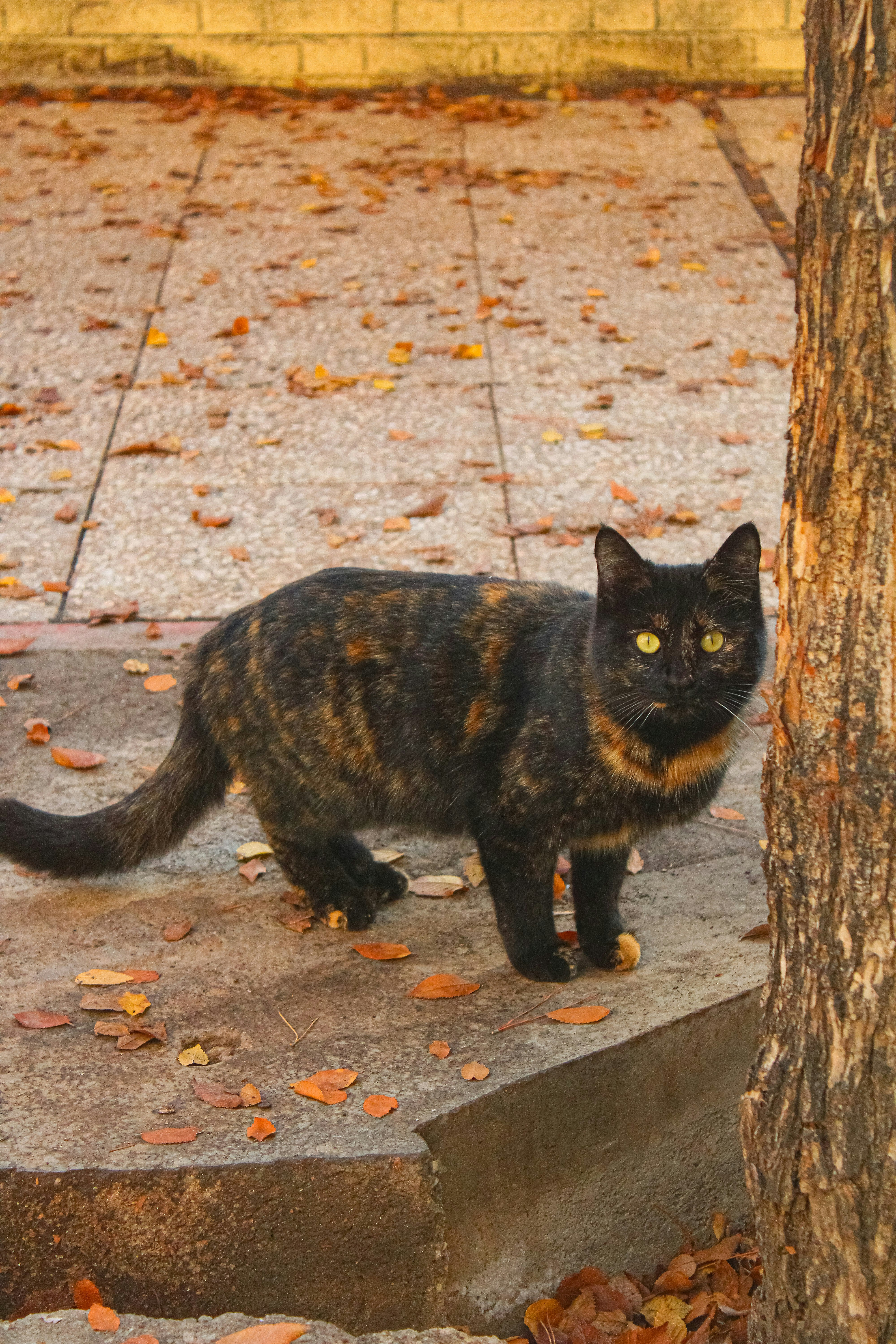 Covert Hunter by the Concrete Edge