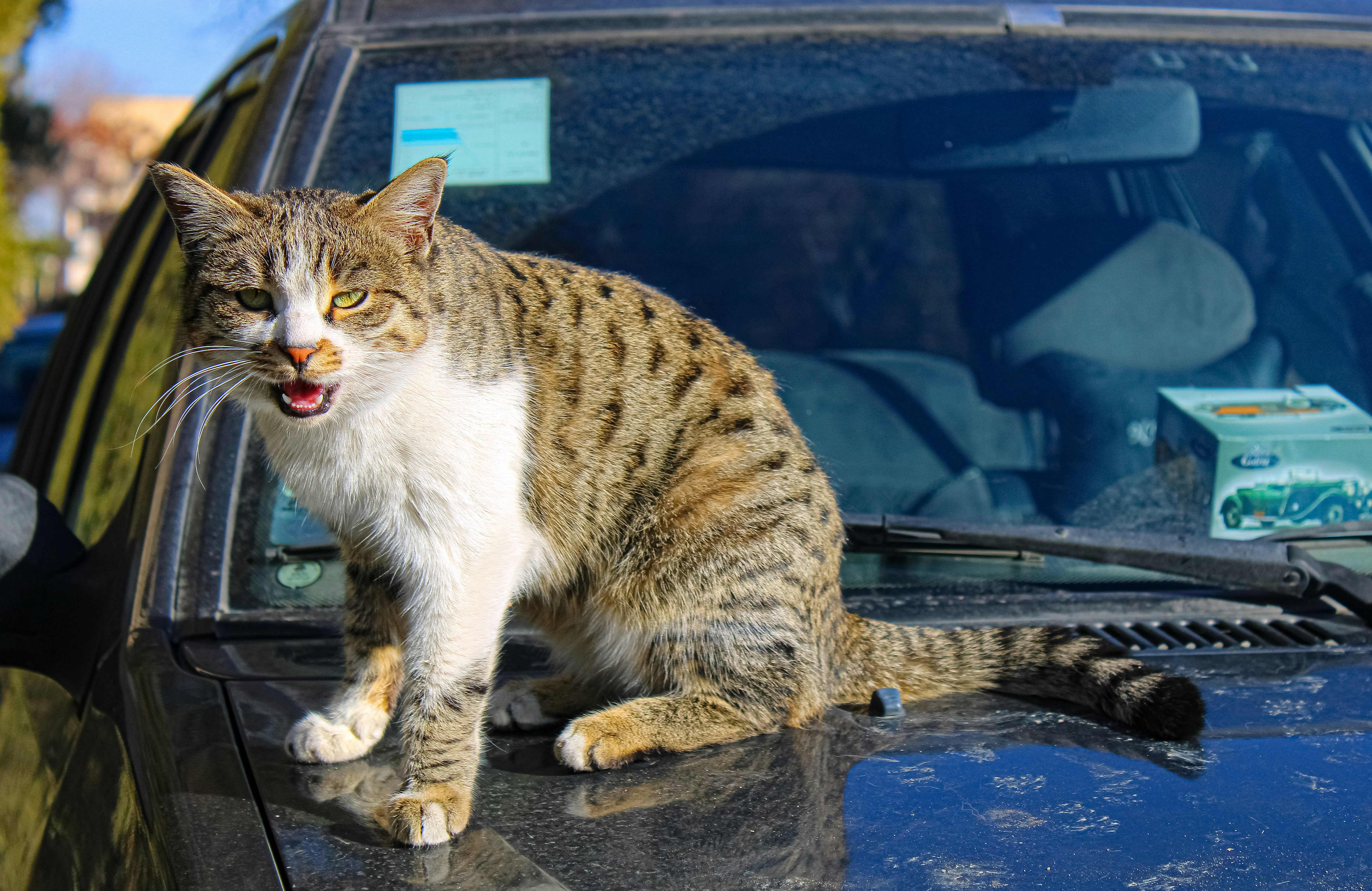 Cat on the Hood: A Curious Feline Confronts the Windshield