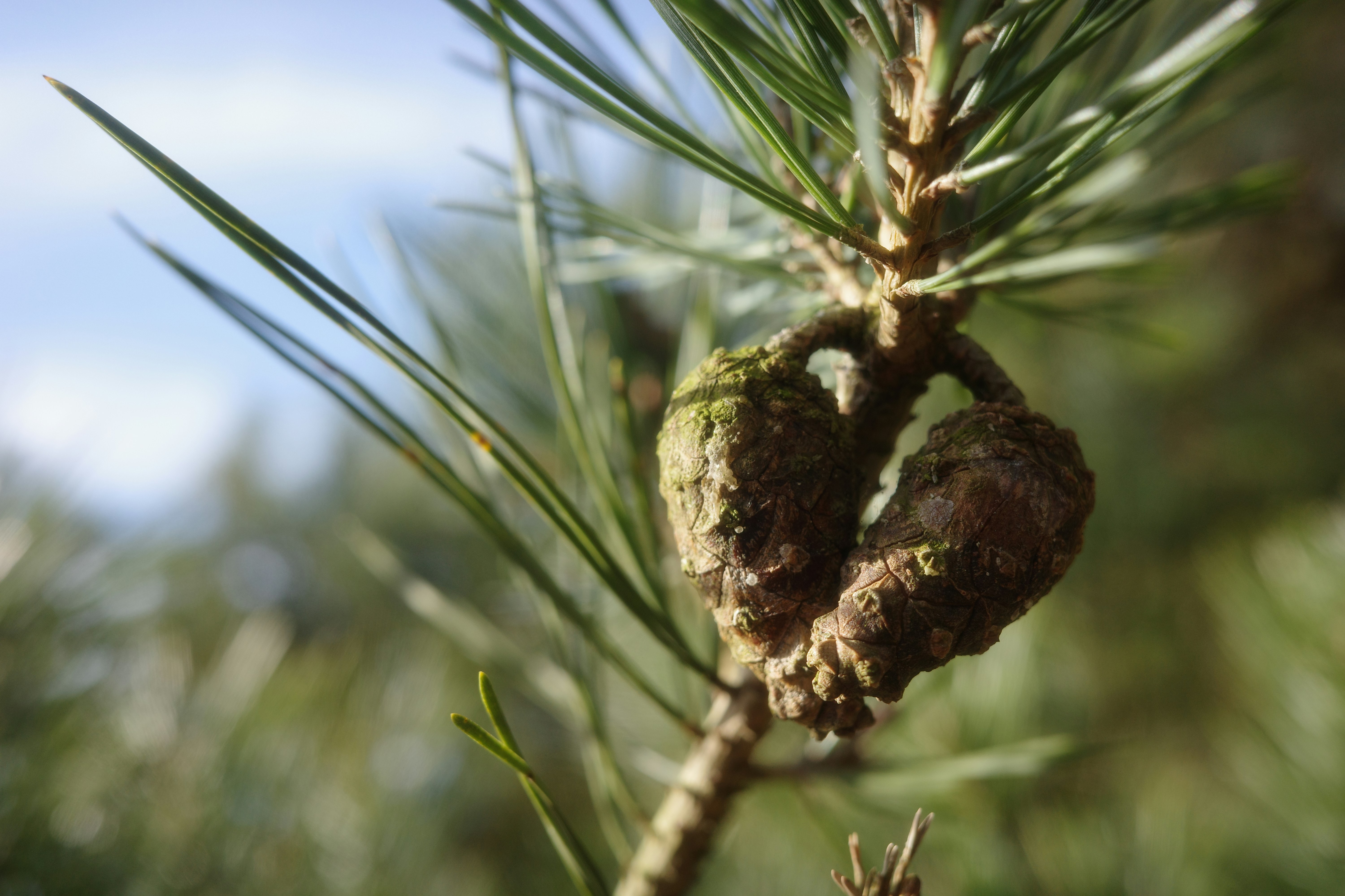 Desiccated cone on a sunlit pine branch