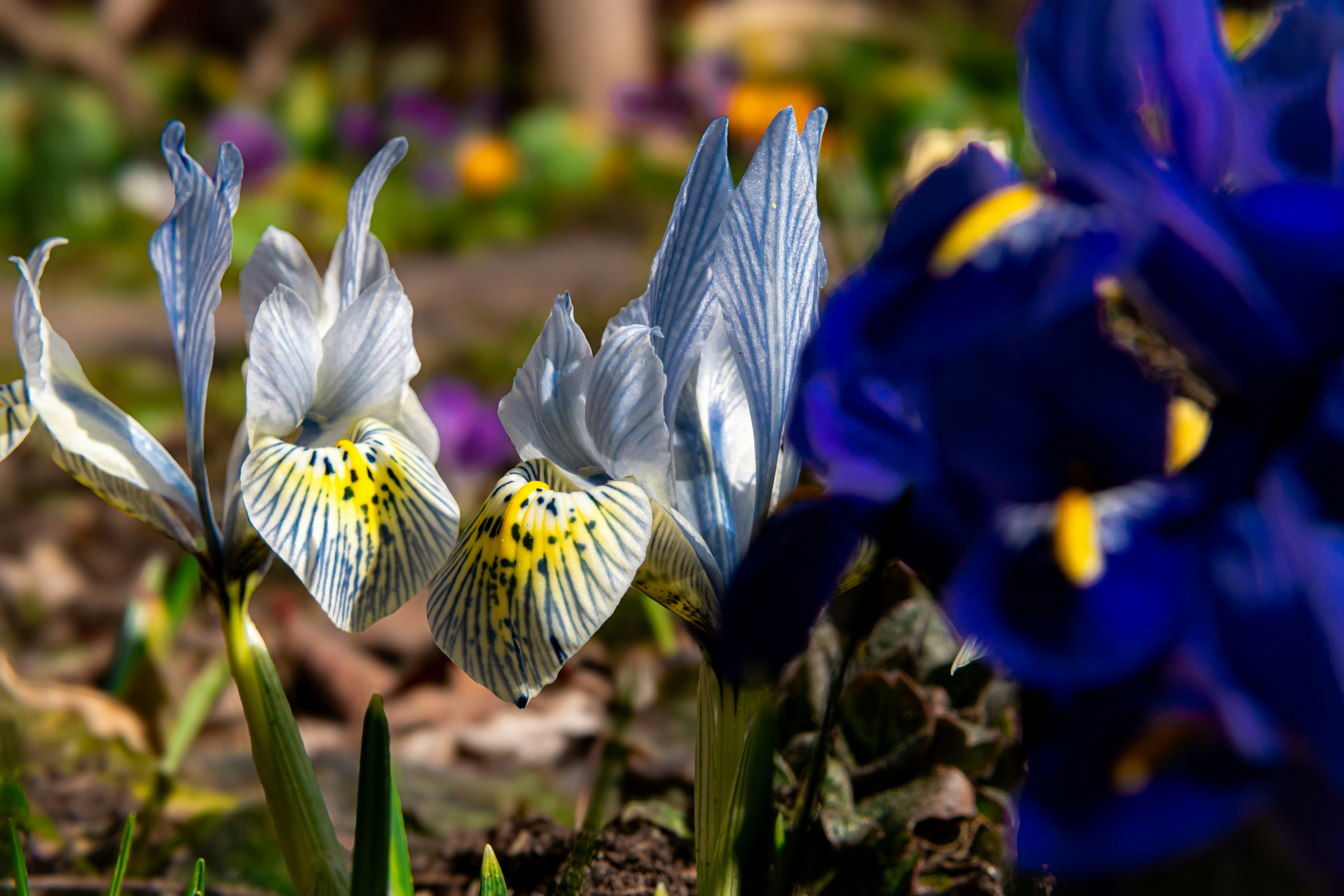 Whispering Iris: The White Petal Frontier with a Blue Burst