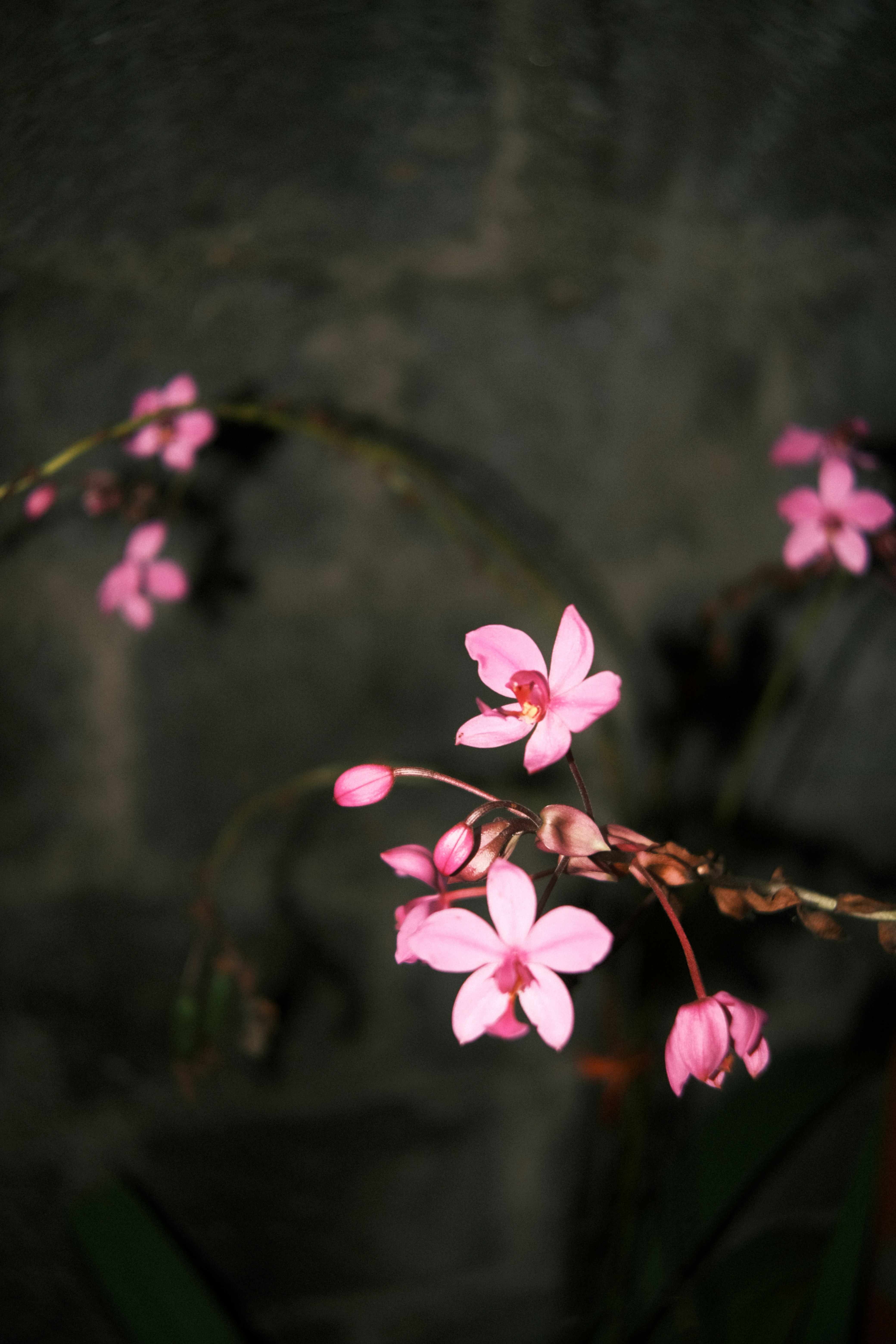 Pink orchid tendrils climb a weathered wall, catching a soft glow