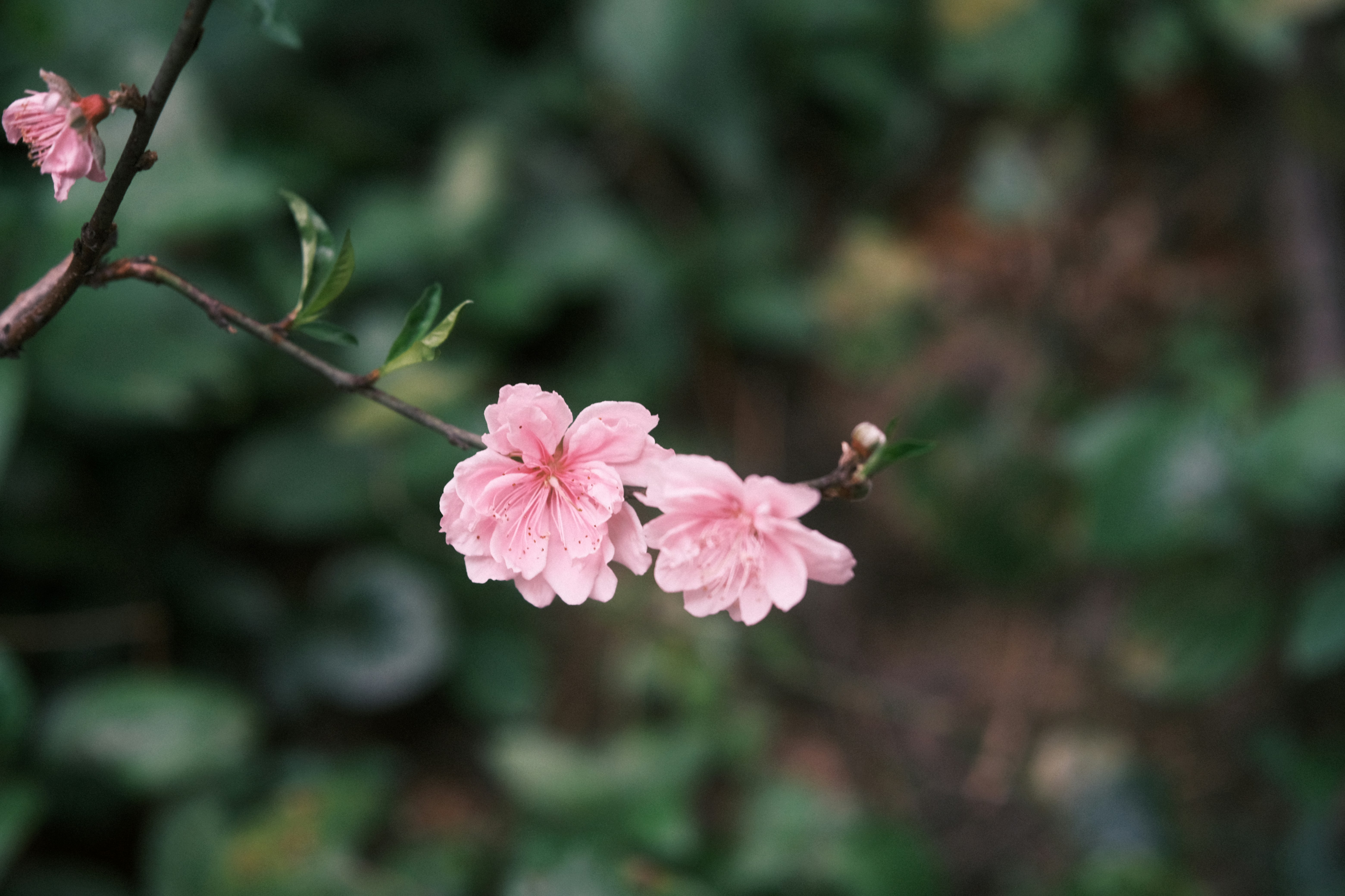 Blossoms on a Quiet Branch