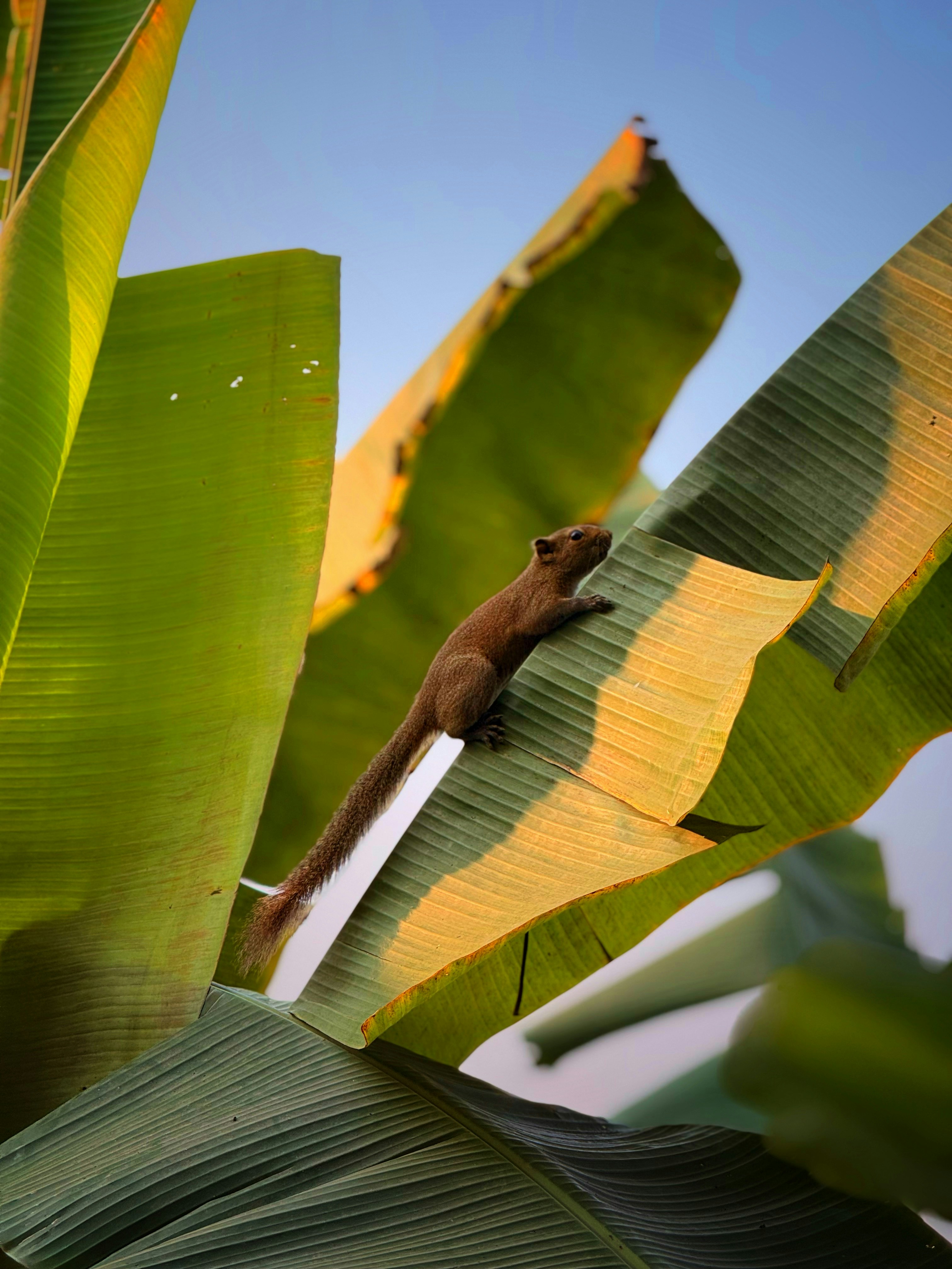 Clinging Squirrel on Banana Leaves Against a Clear Sky