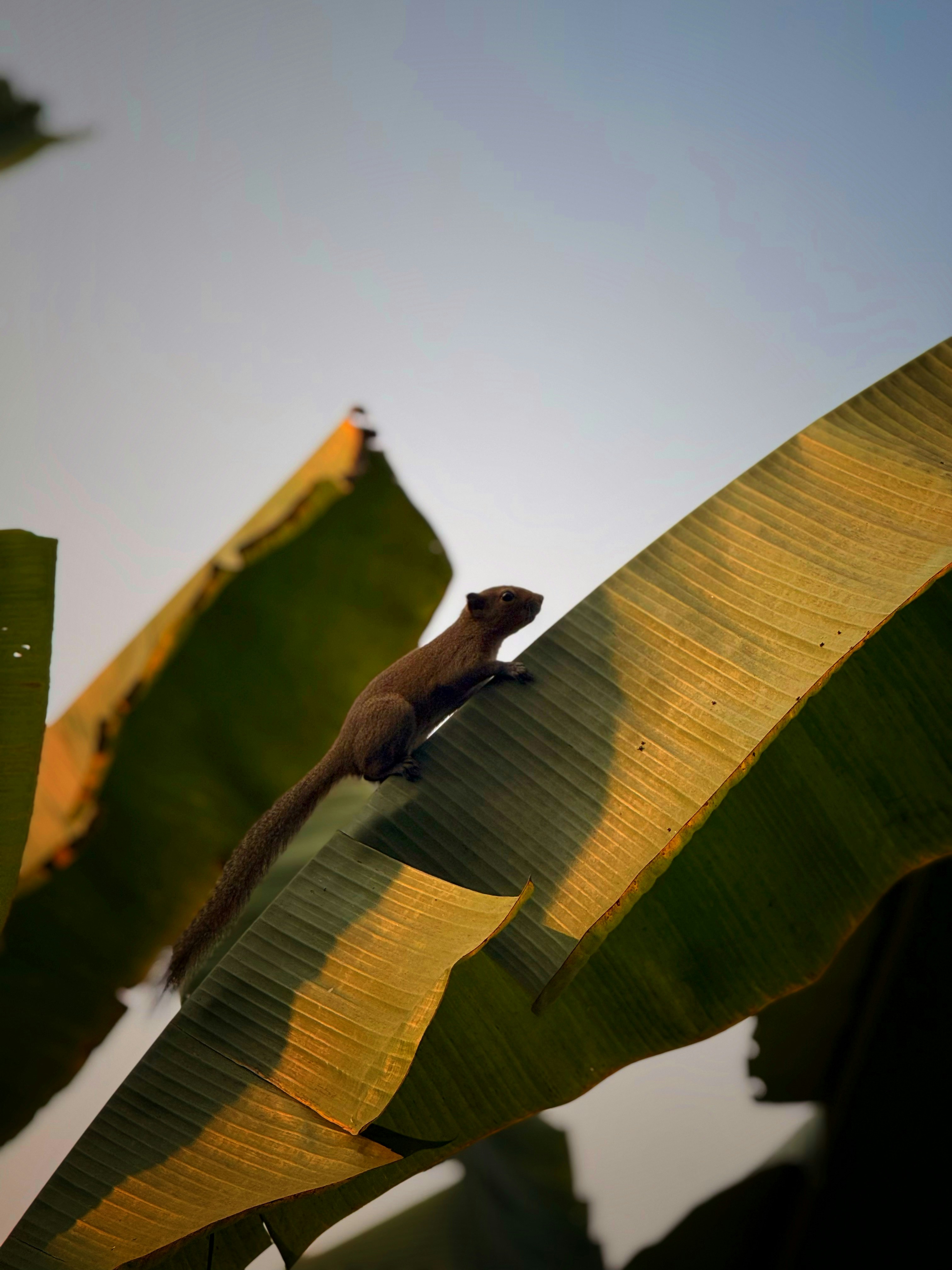 Sentry on a Banana Leaf Slope