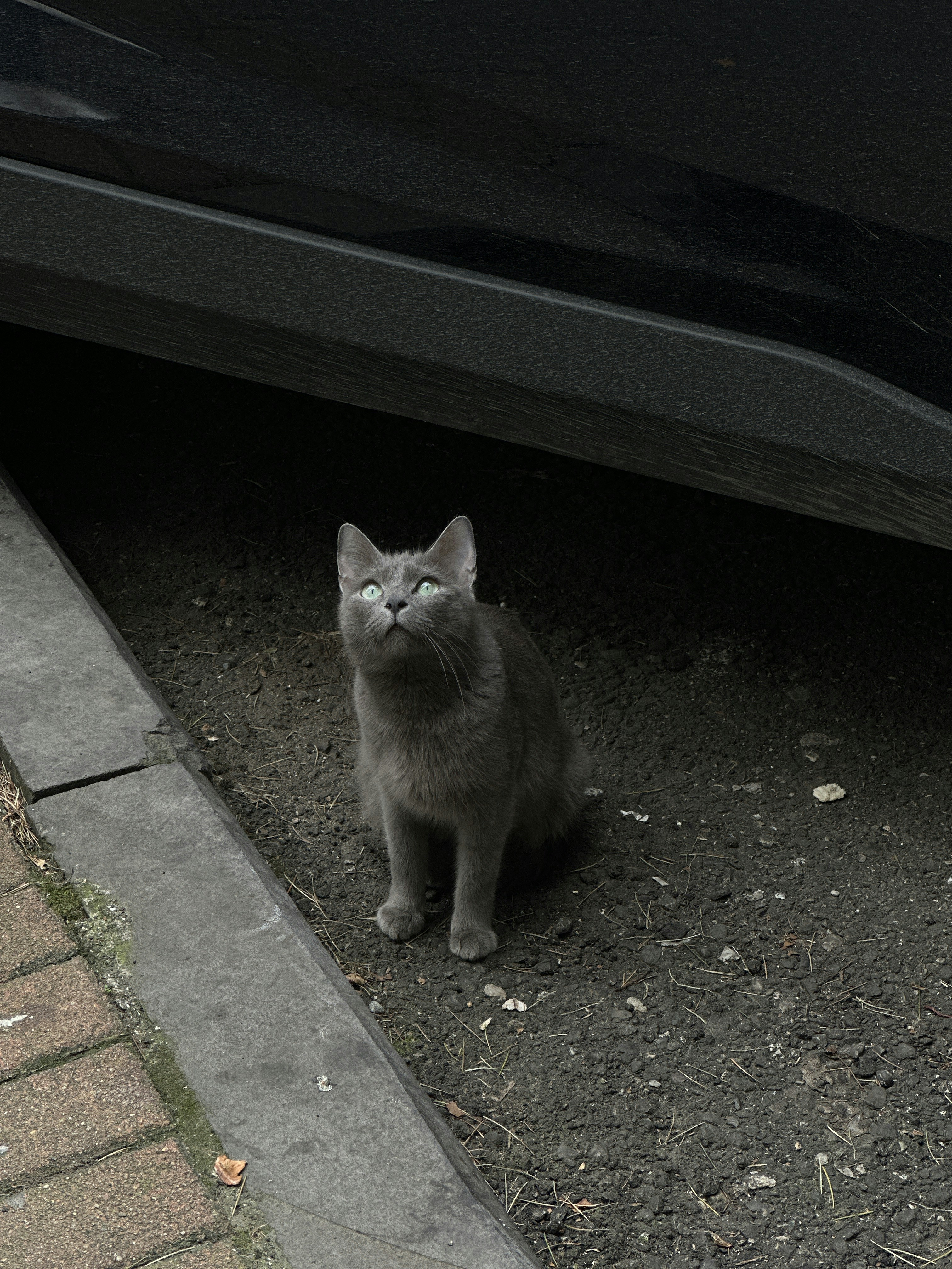 Curious Carved Shadow: A Gray Kitten Under the Vehicle